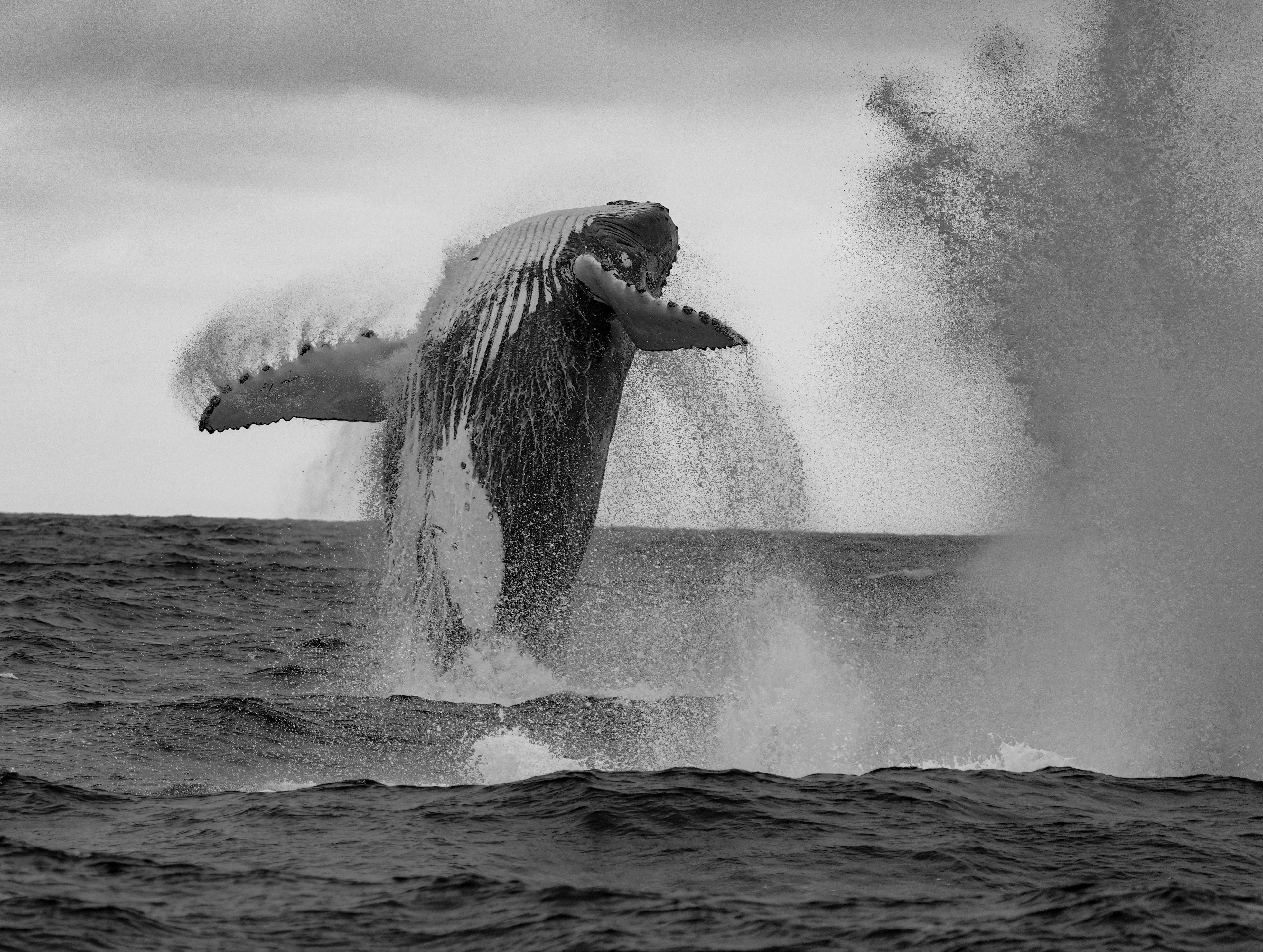 Majestic Ocean Leap