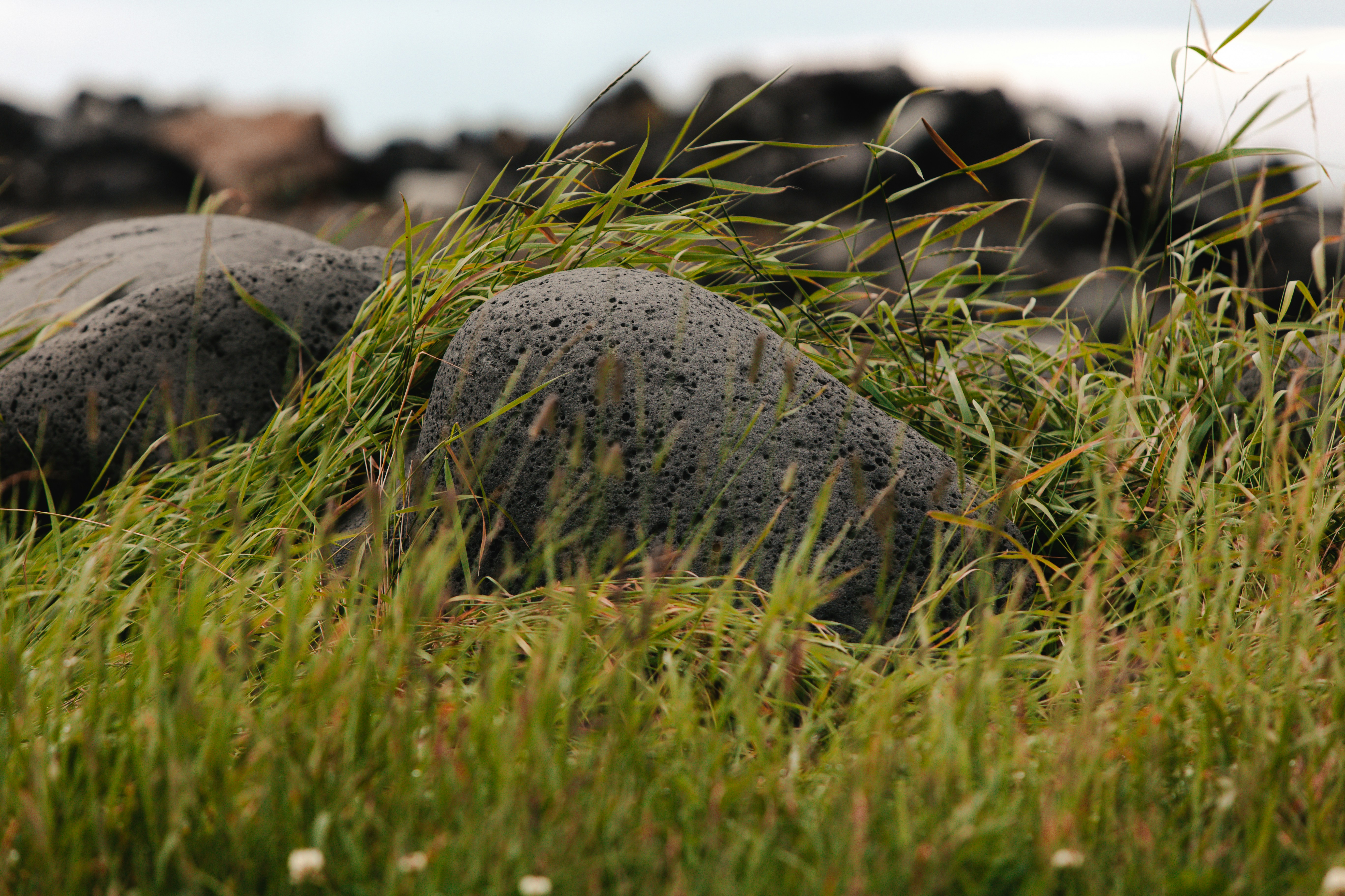 Pebble Crest and Grass Veil by the Shore