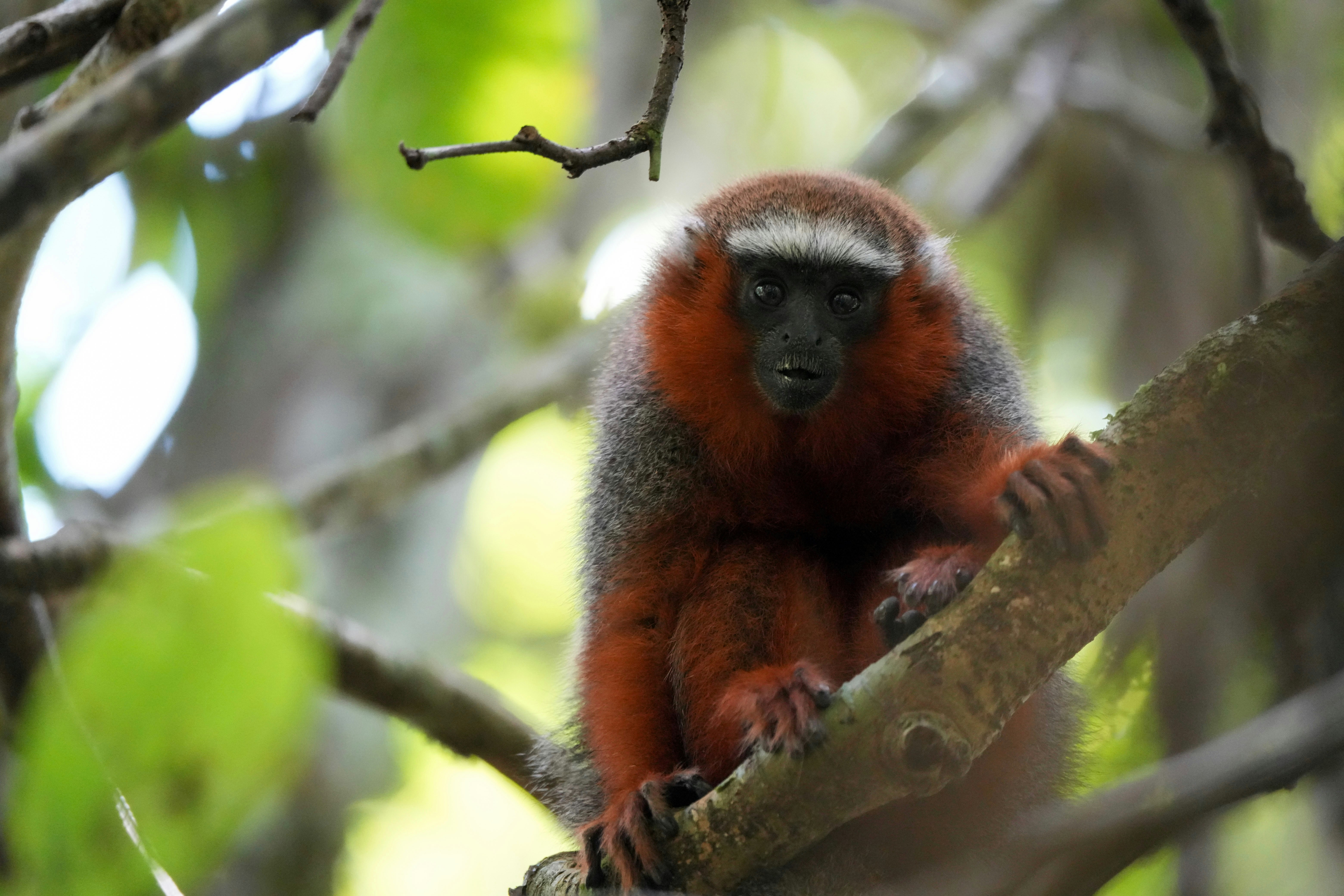 A red and white monkey sitting on a tree branch photo – Free Animal ...