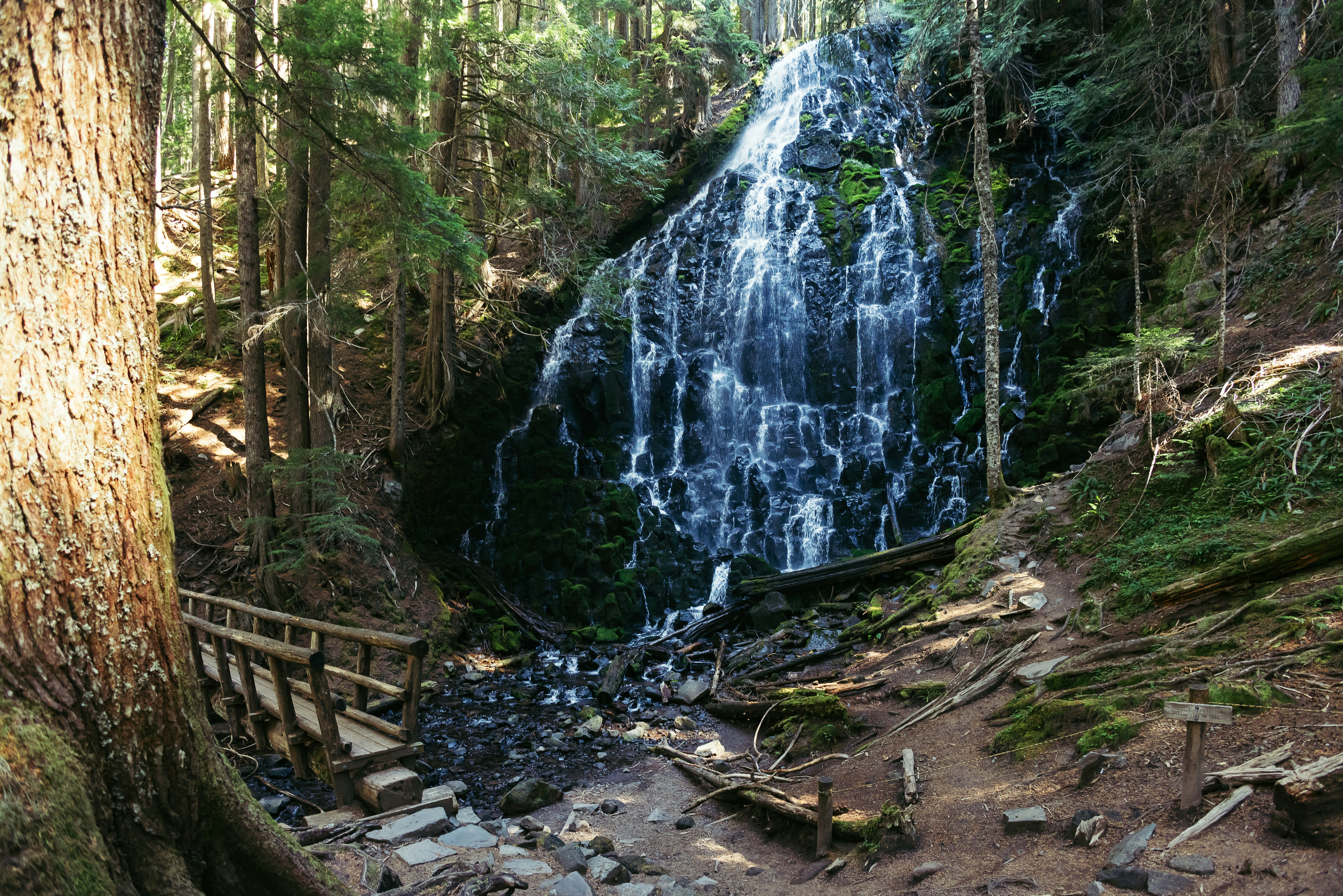 Emerald Cascade in a Quiet Pine Gorge