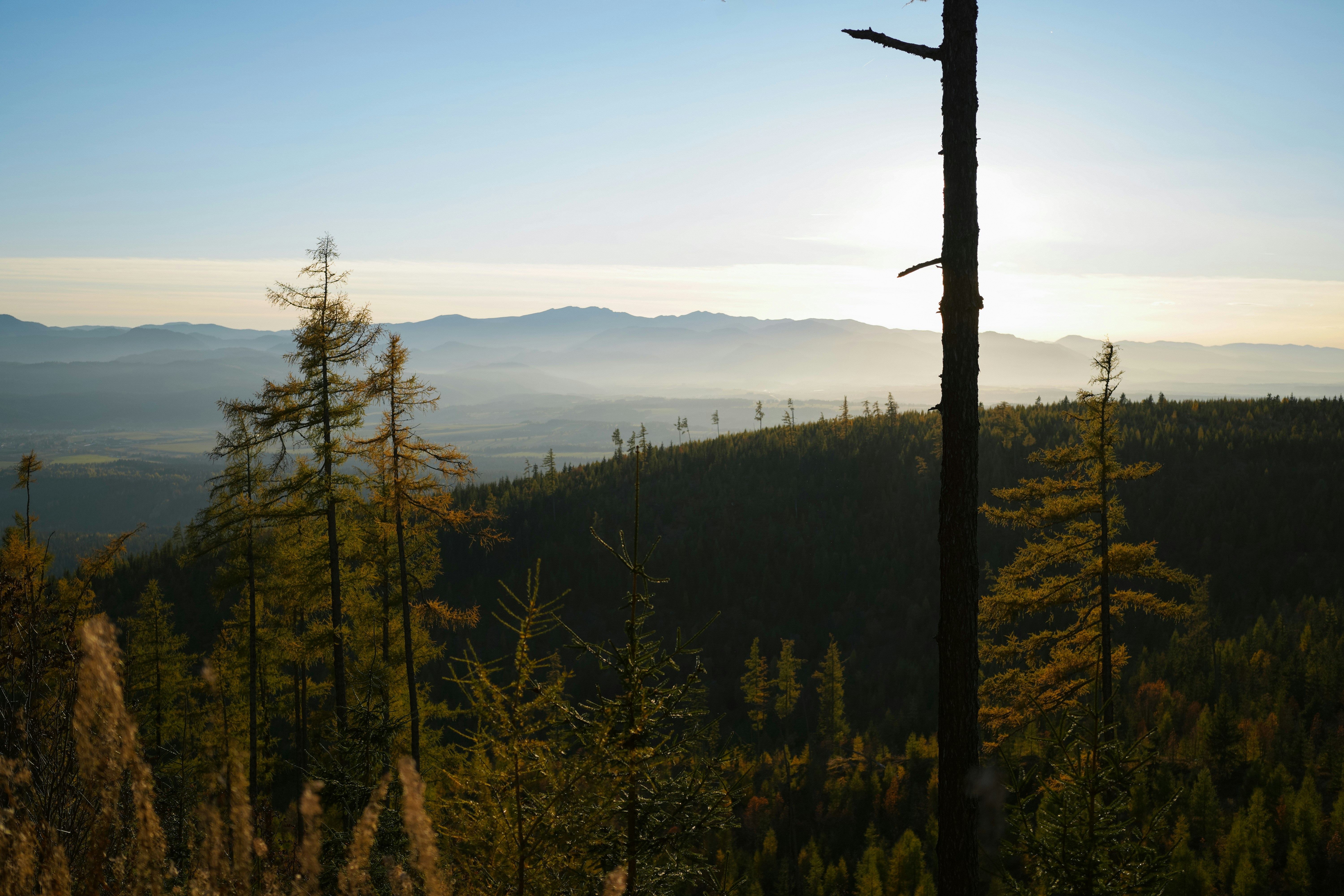 Pine Sentinel on the Ridge at Dawn