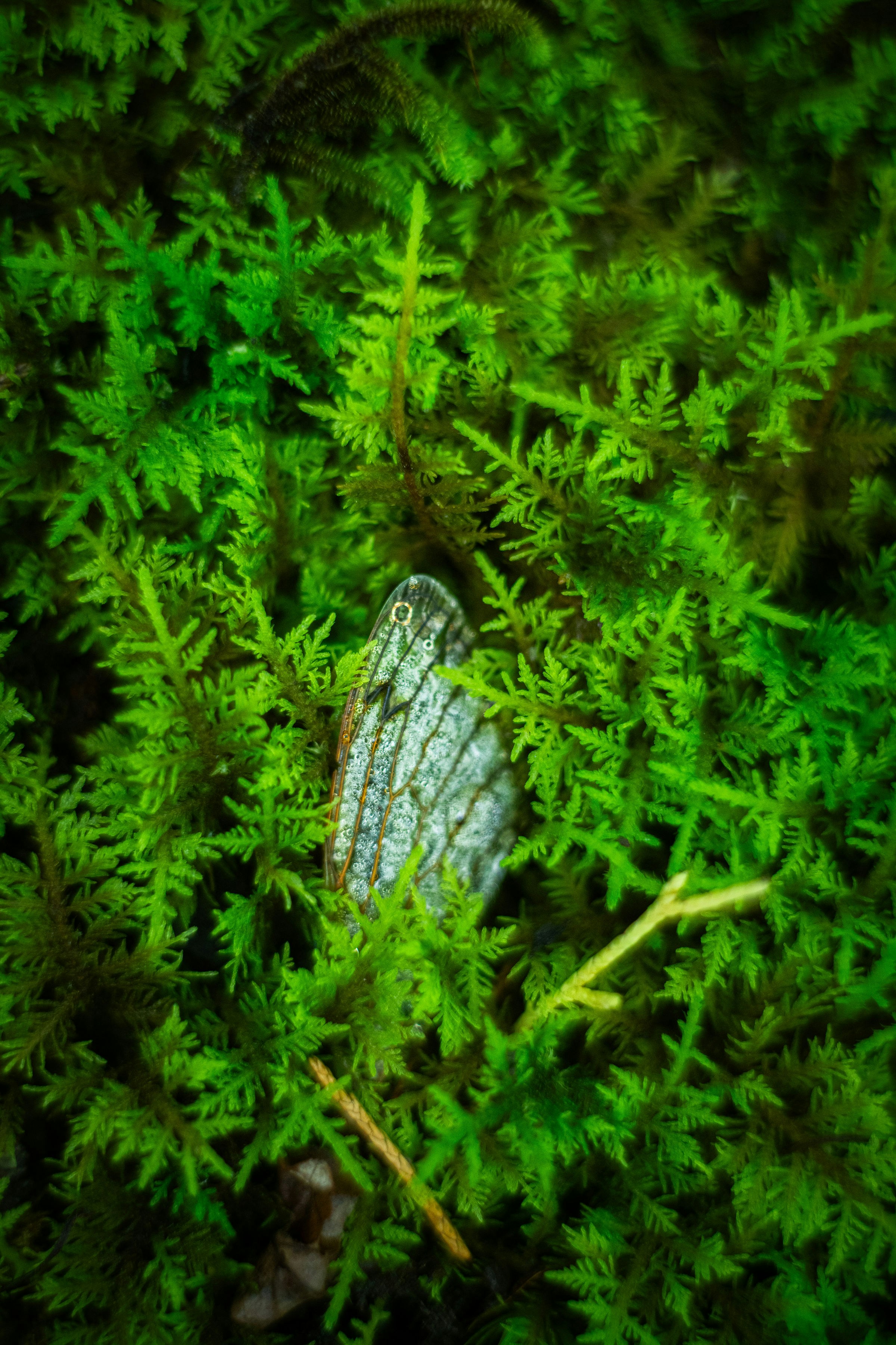 translucent wing in a bed of moss