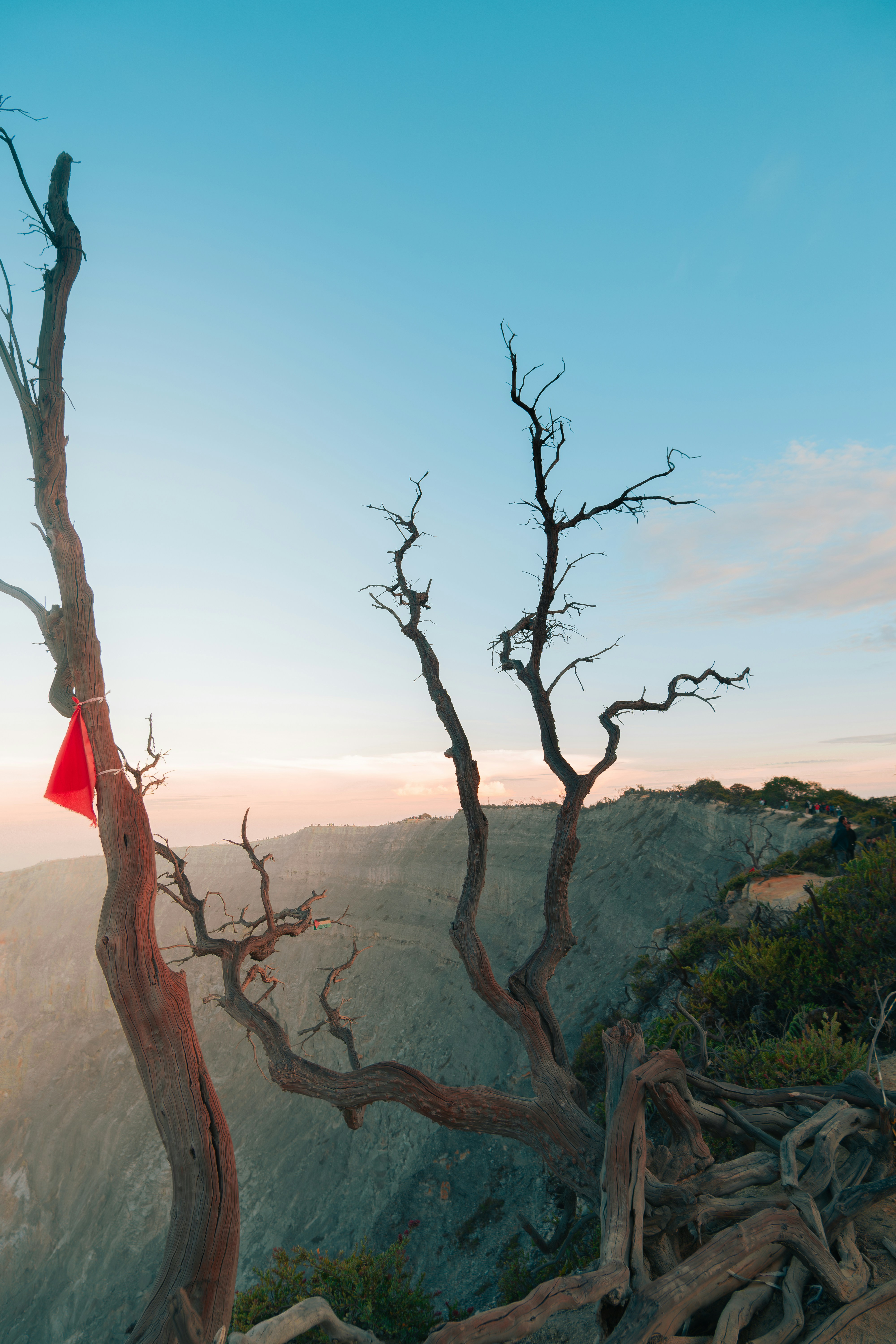 Foto Pohon dengan bendera merah tergantung di cabang-cabangnya – Gambar ...