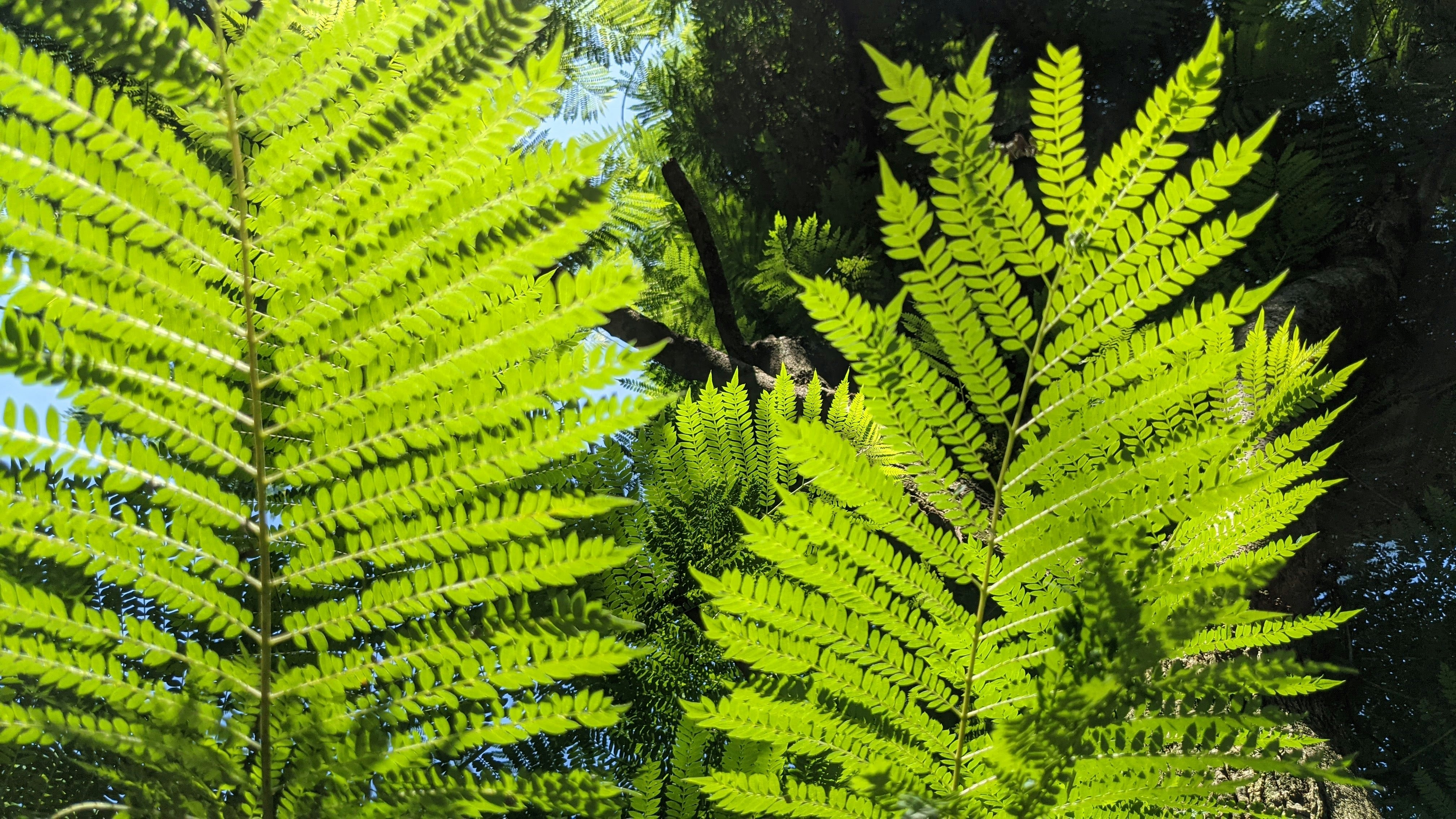 Backlit Fern Cathedral: Neon-green Fronds in Dappled Light