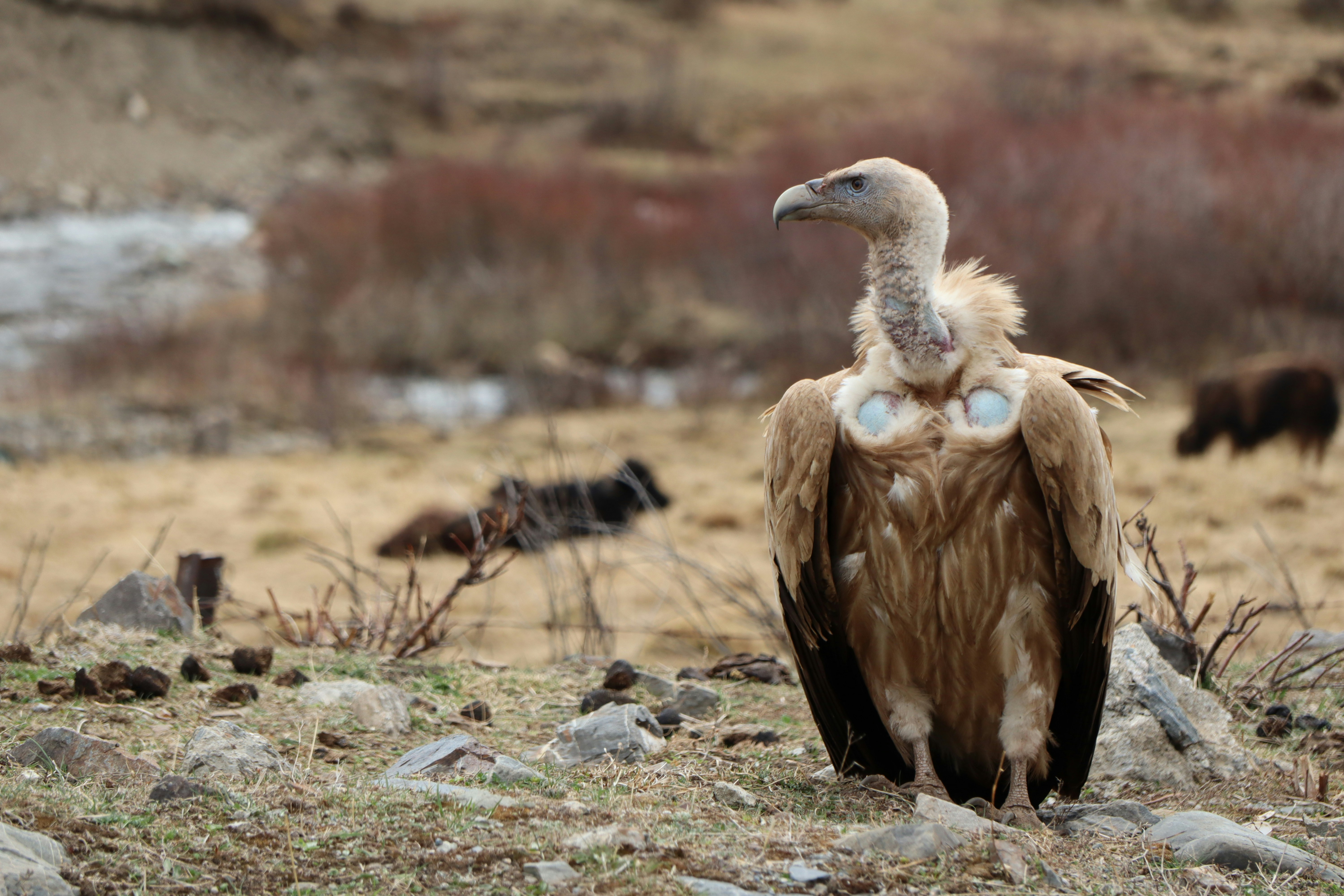 Desert Sentinel: A Vulture Stands Guard Among Pebbles and Sparse Brush