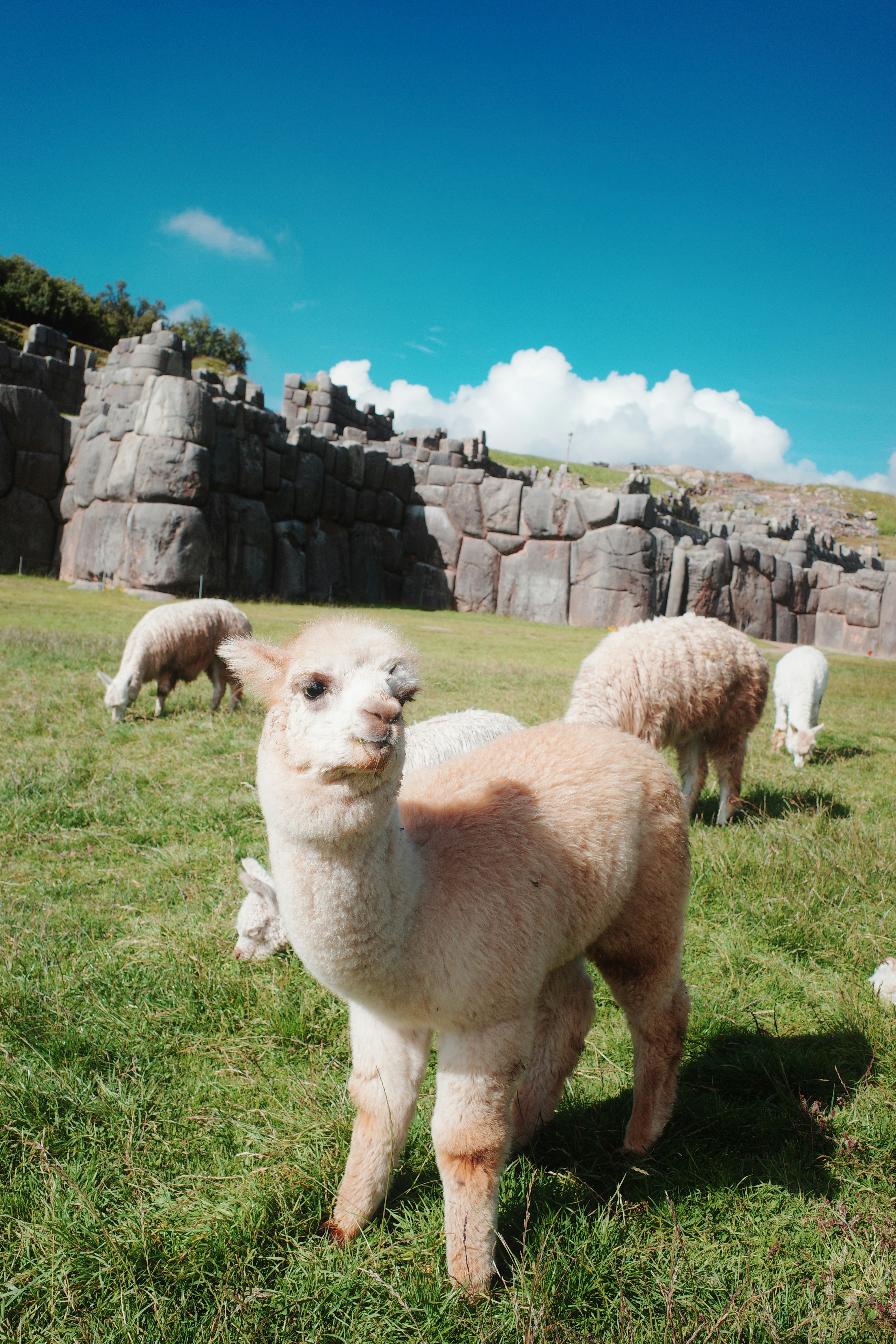 Curious Alpaca in a Stone-Cold Landscape