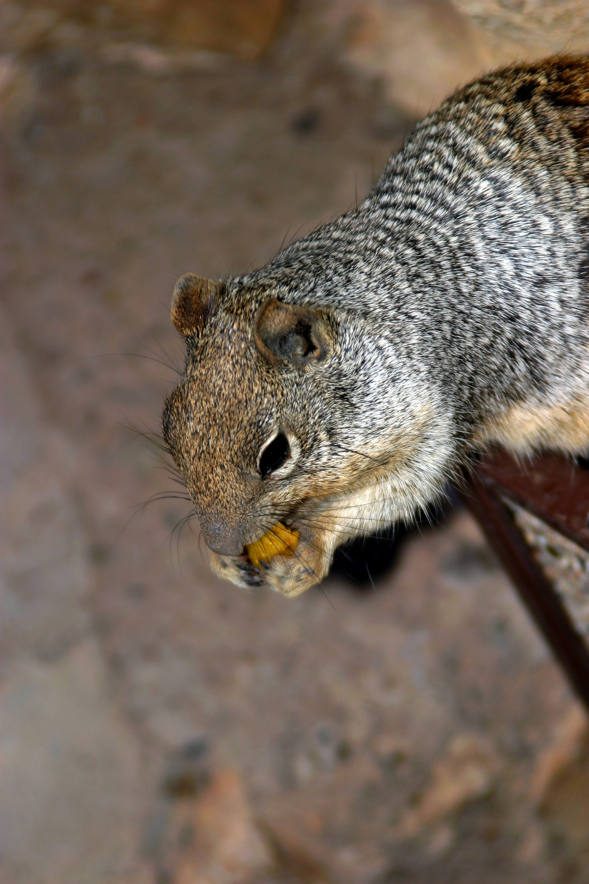 A squirrel chews on a nut.