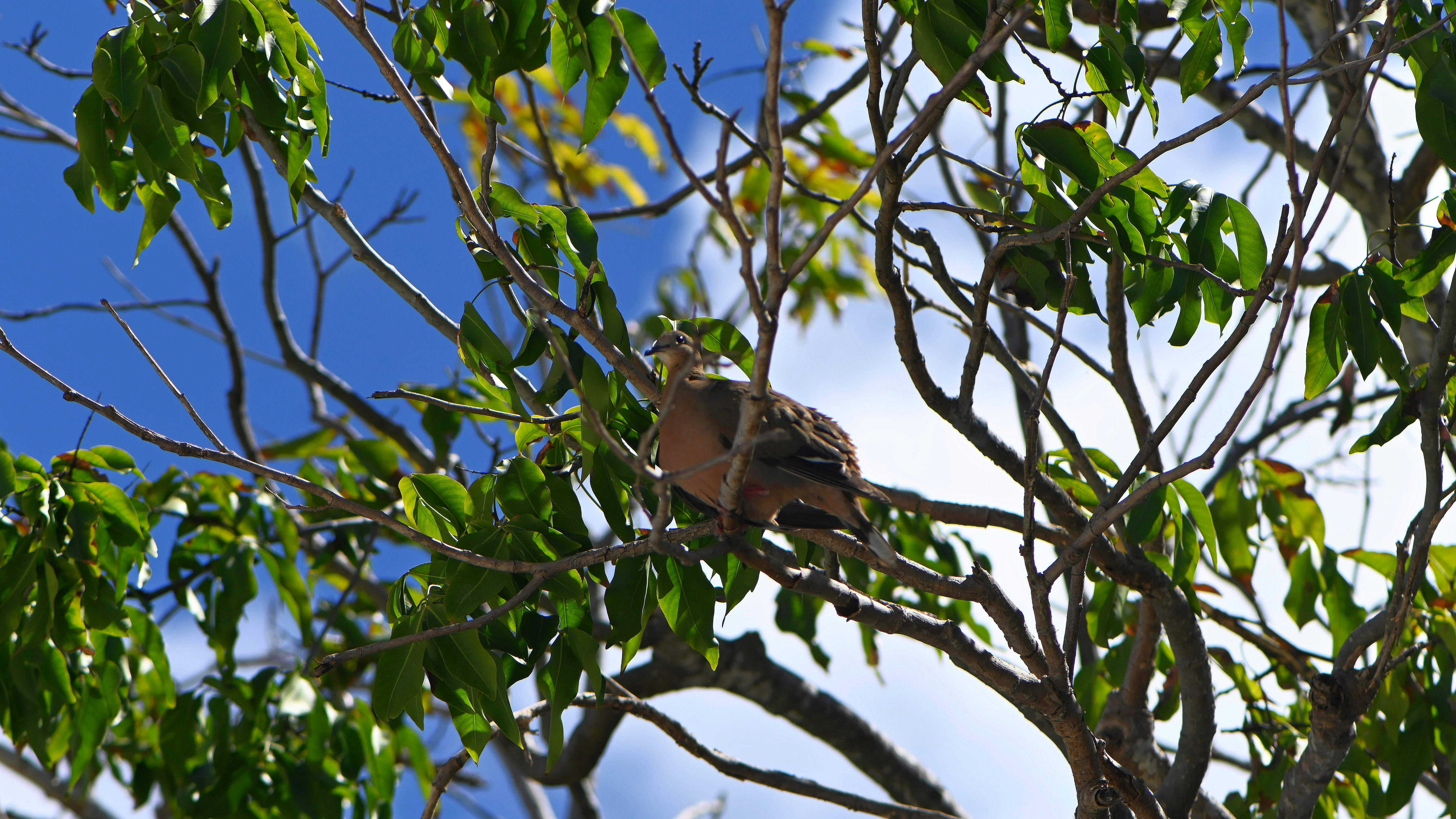 A Zenaida Dove perches on the branches of a tree.