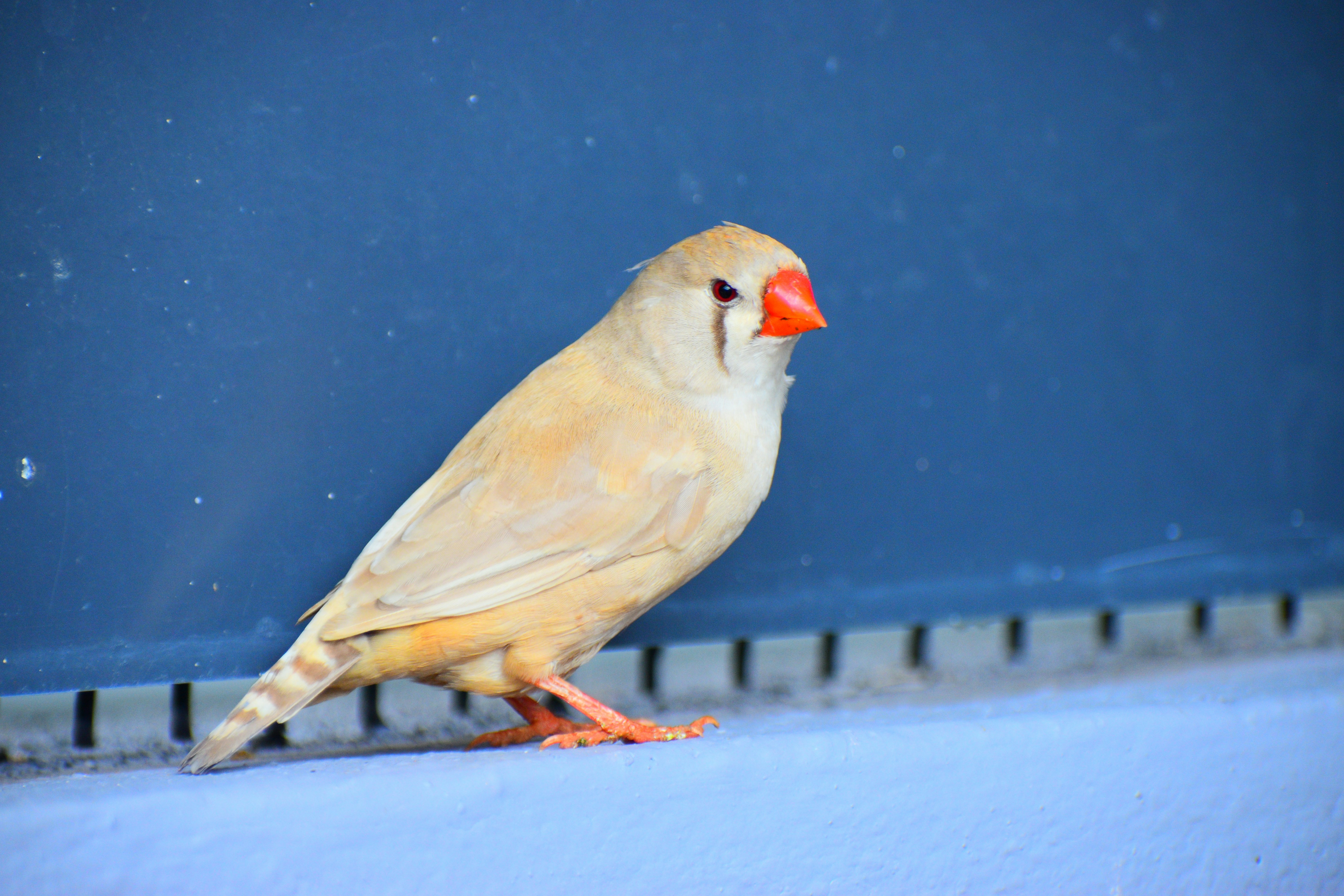 Muted-Gold Finch on a Snowy Ledge Against a Cobalt Wall