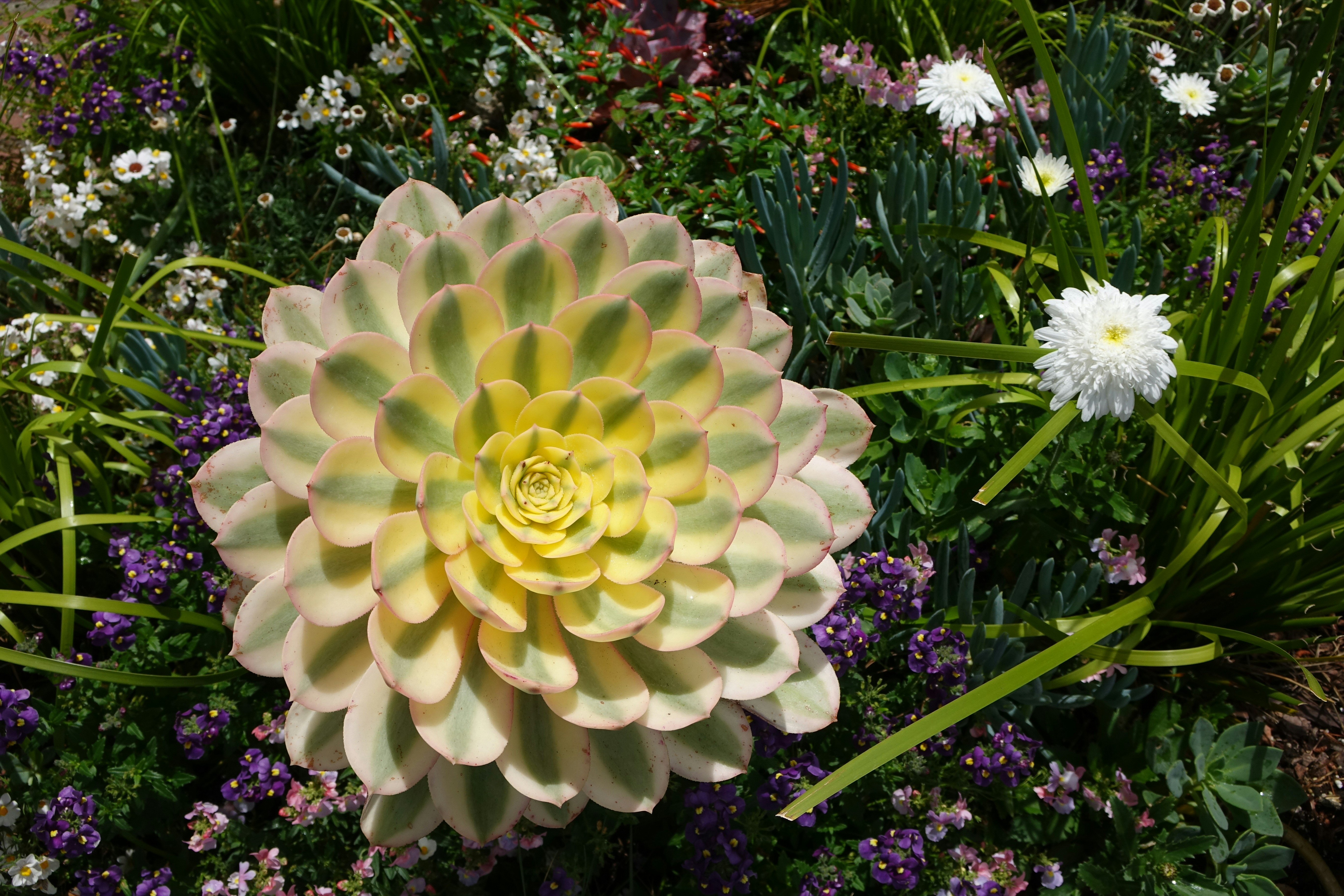 Golden Rosette in a Quiet Border Bed