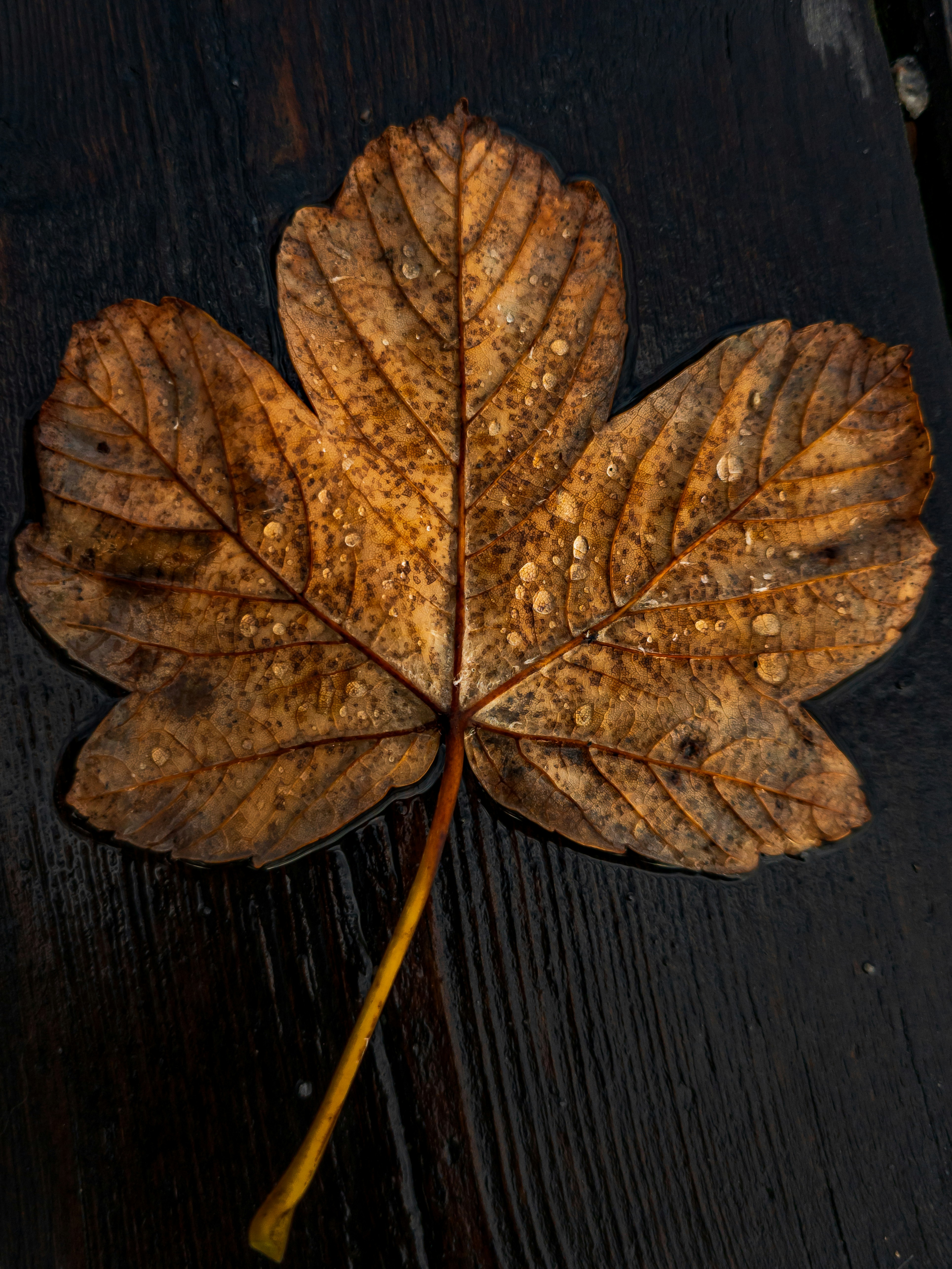Rain-Dotted Maple Leaf on a Dark, Weathered Plank