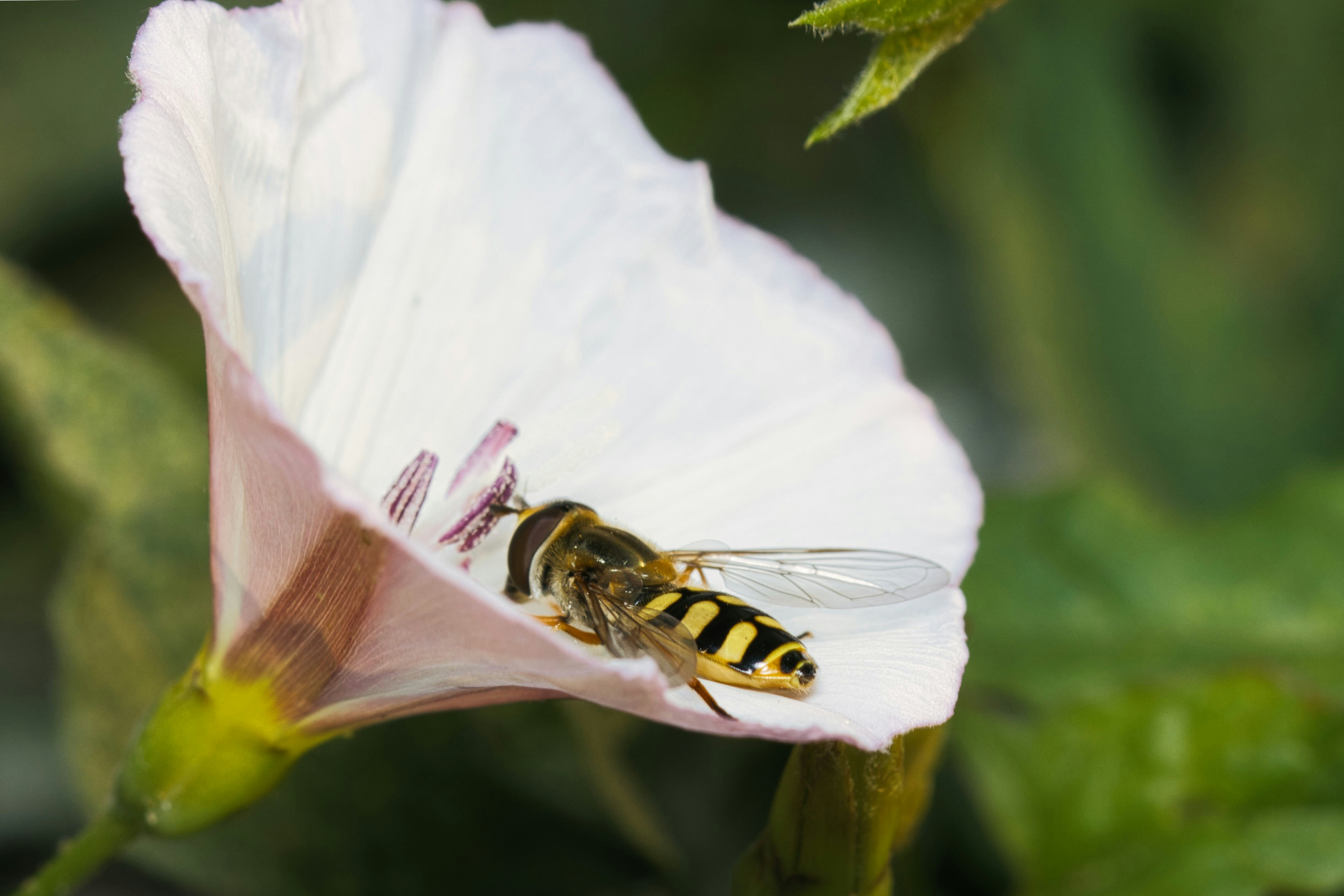 Hoverfly in Soft Focus on a Pale Pink Blossom