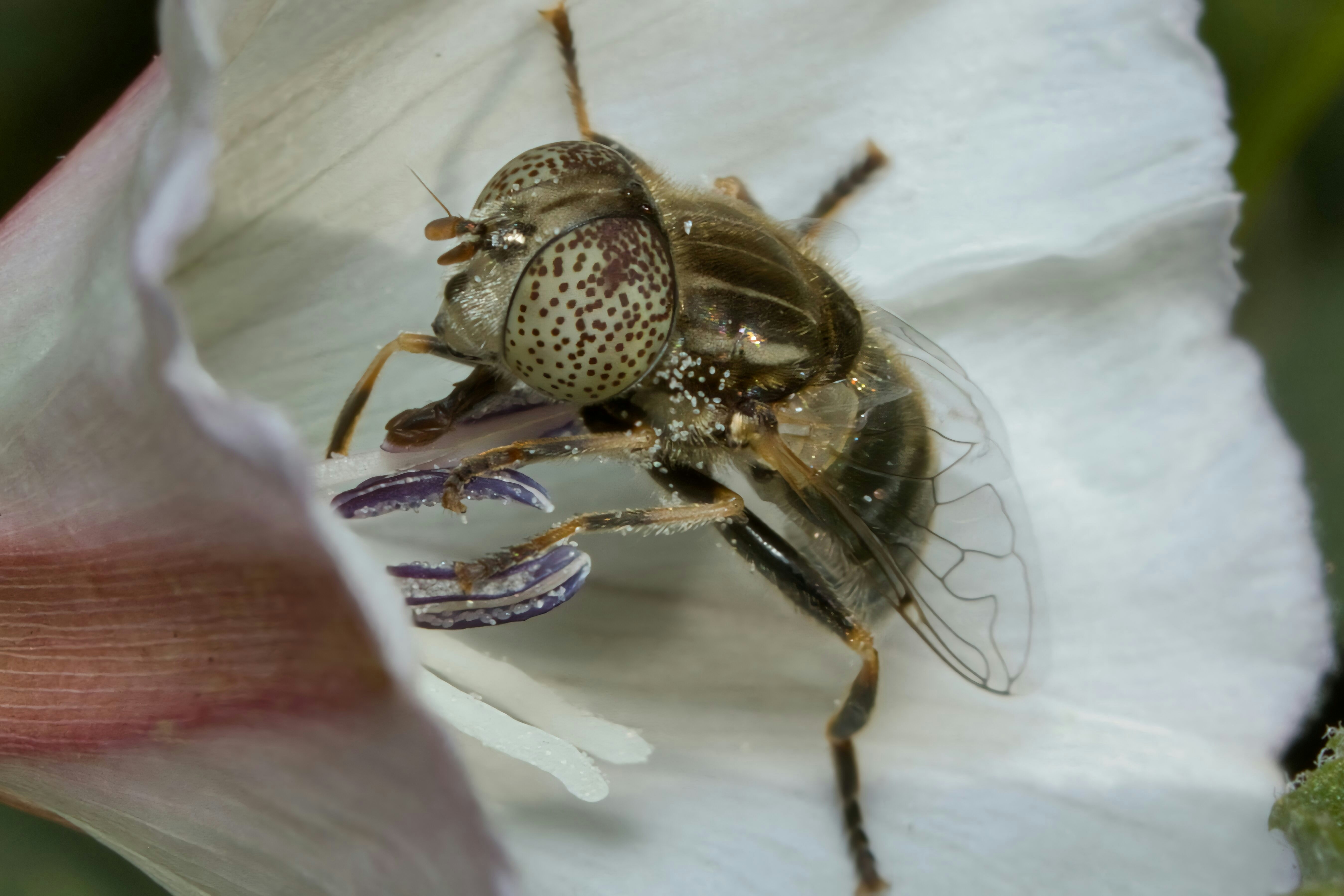 Speckled Gaze on a Petal: Close-Up of a Bee in Bloom