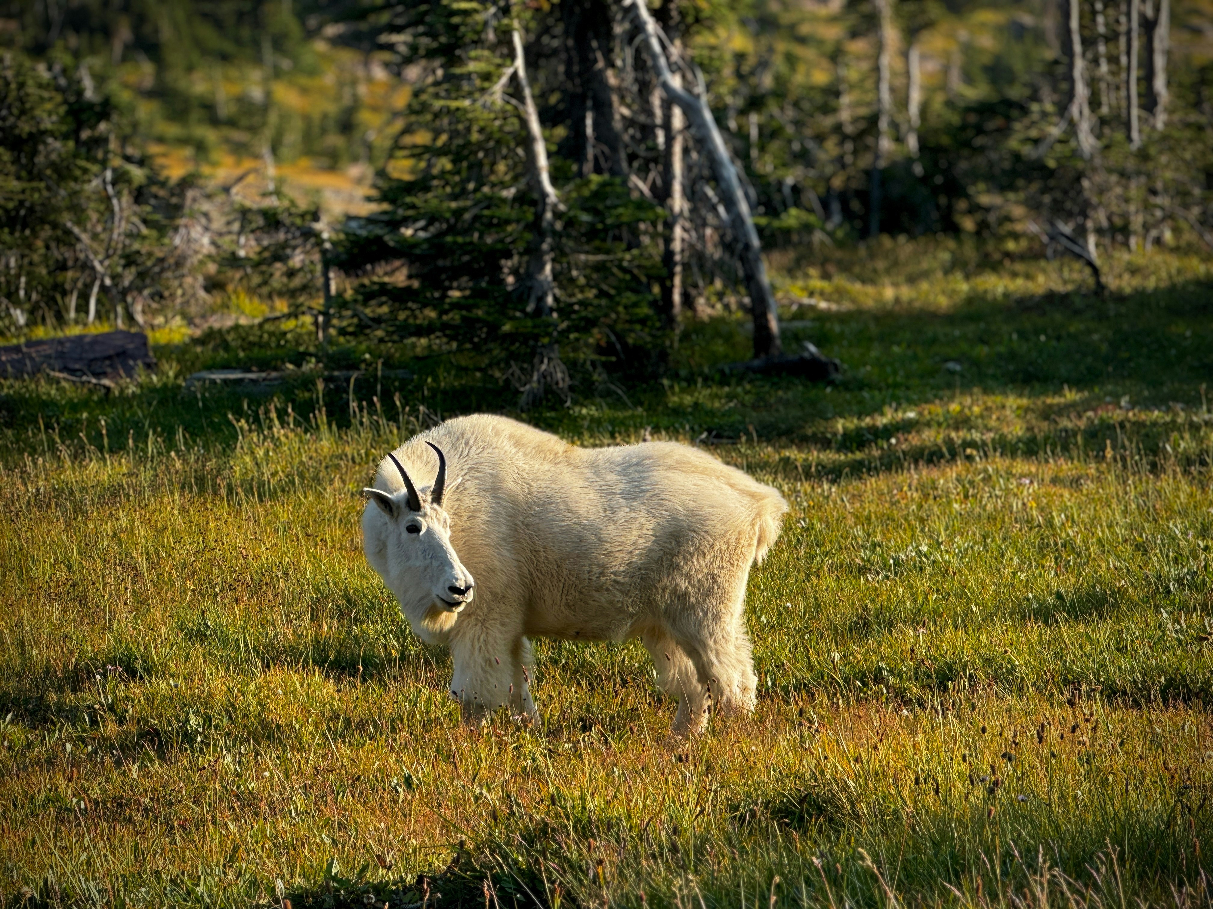 Ivory Mountain Goat in a Sunlit Alpine Meadow