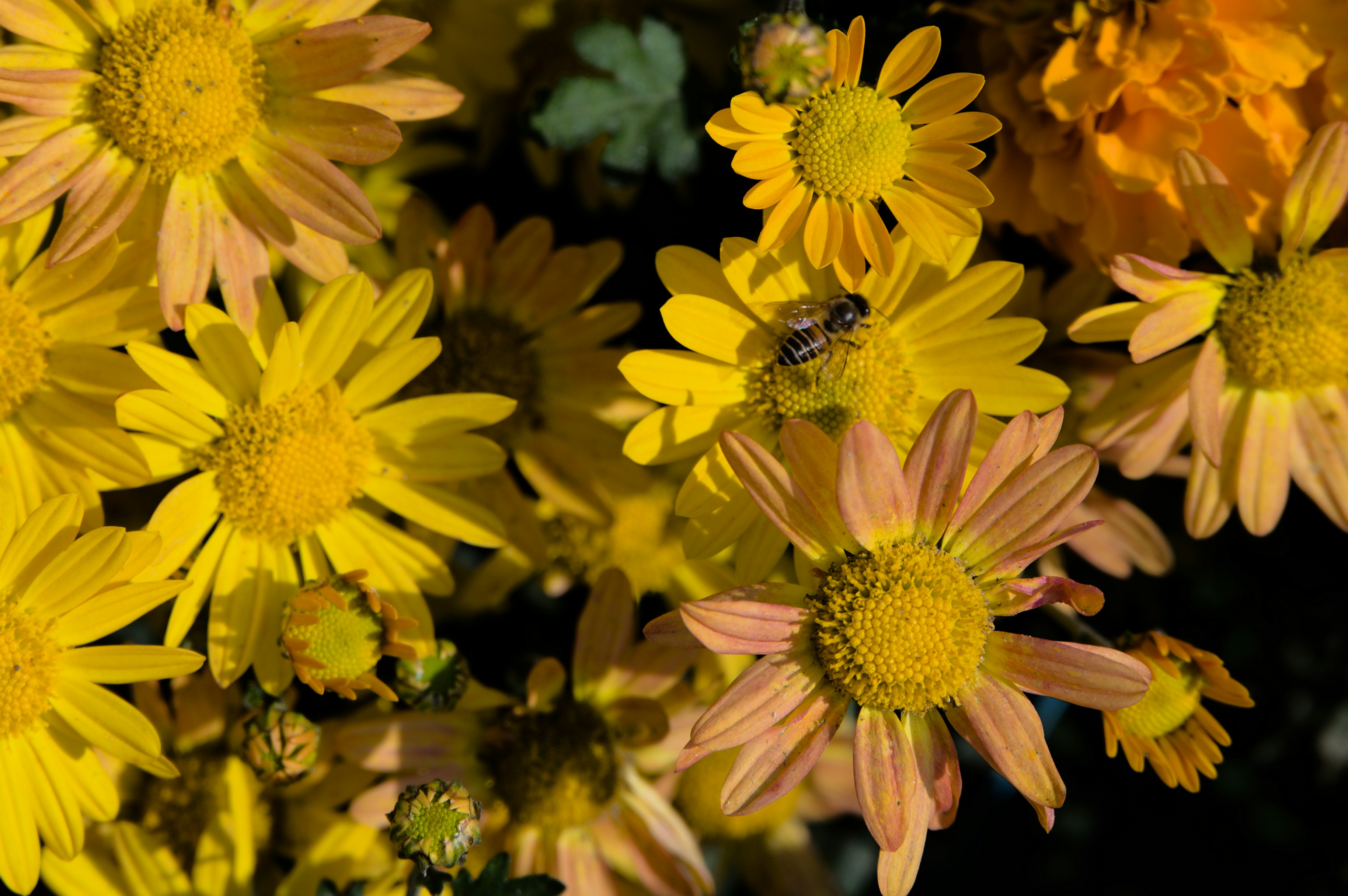Bee on a Sunlit Daisy: A Macro Portrait of Pollination