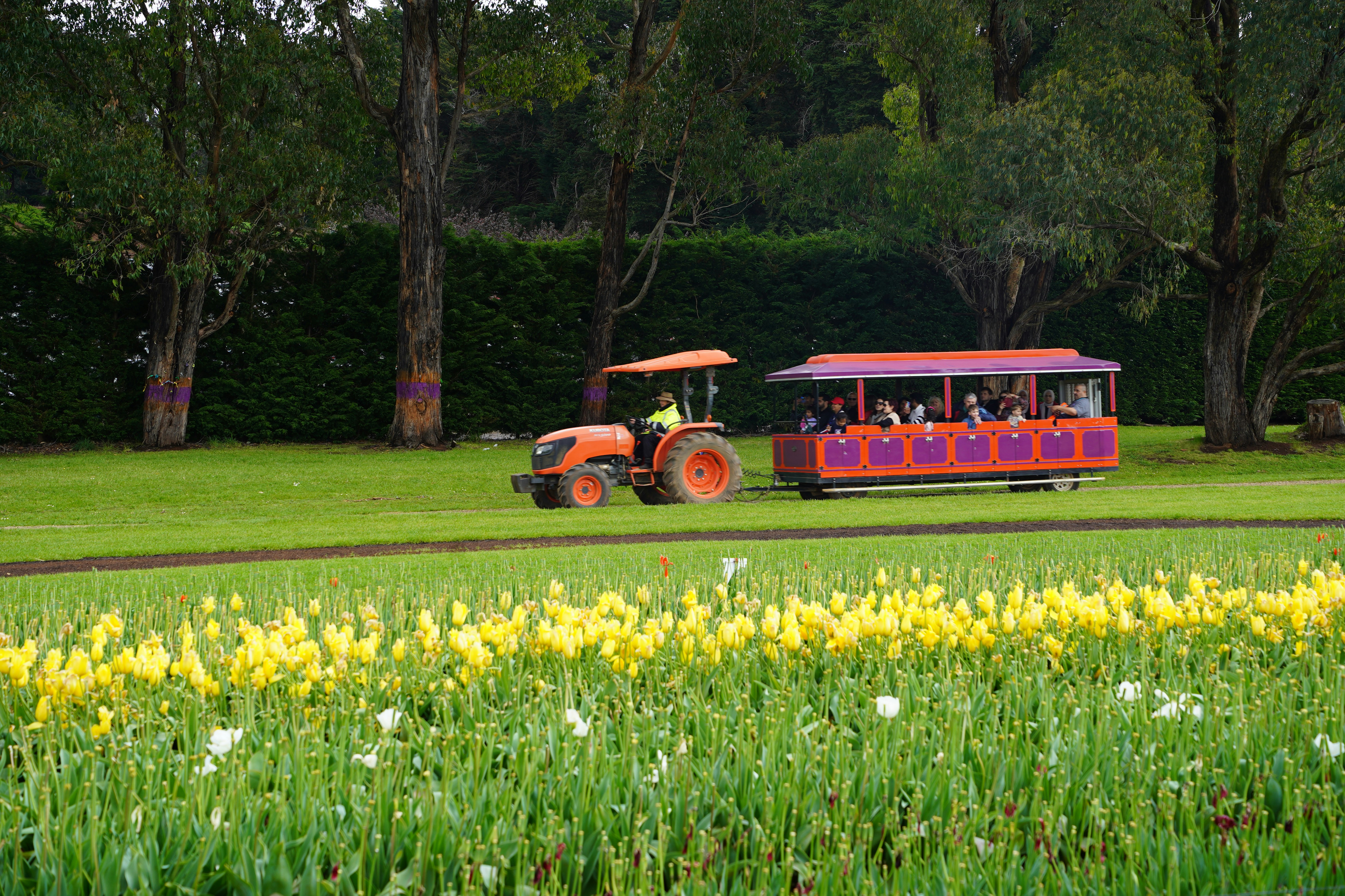 Tesselaar Tulip Festival, Melbourne, Australia.