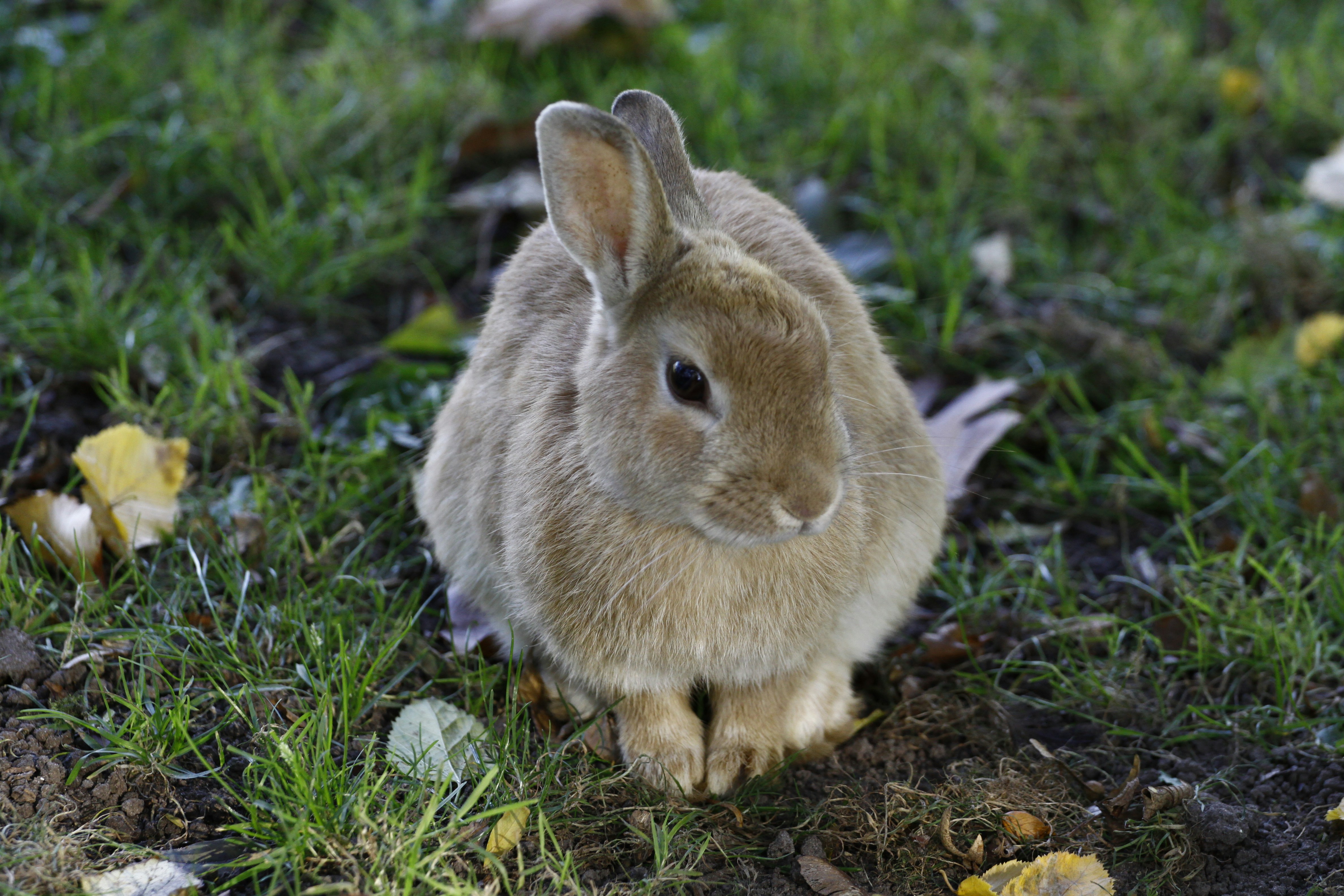 A small rabbit sitting in the grass photo – Free Rabbit Image on Unsplash
