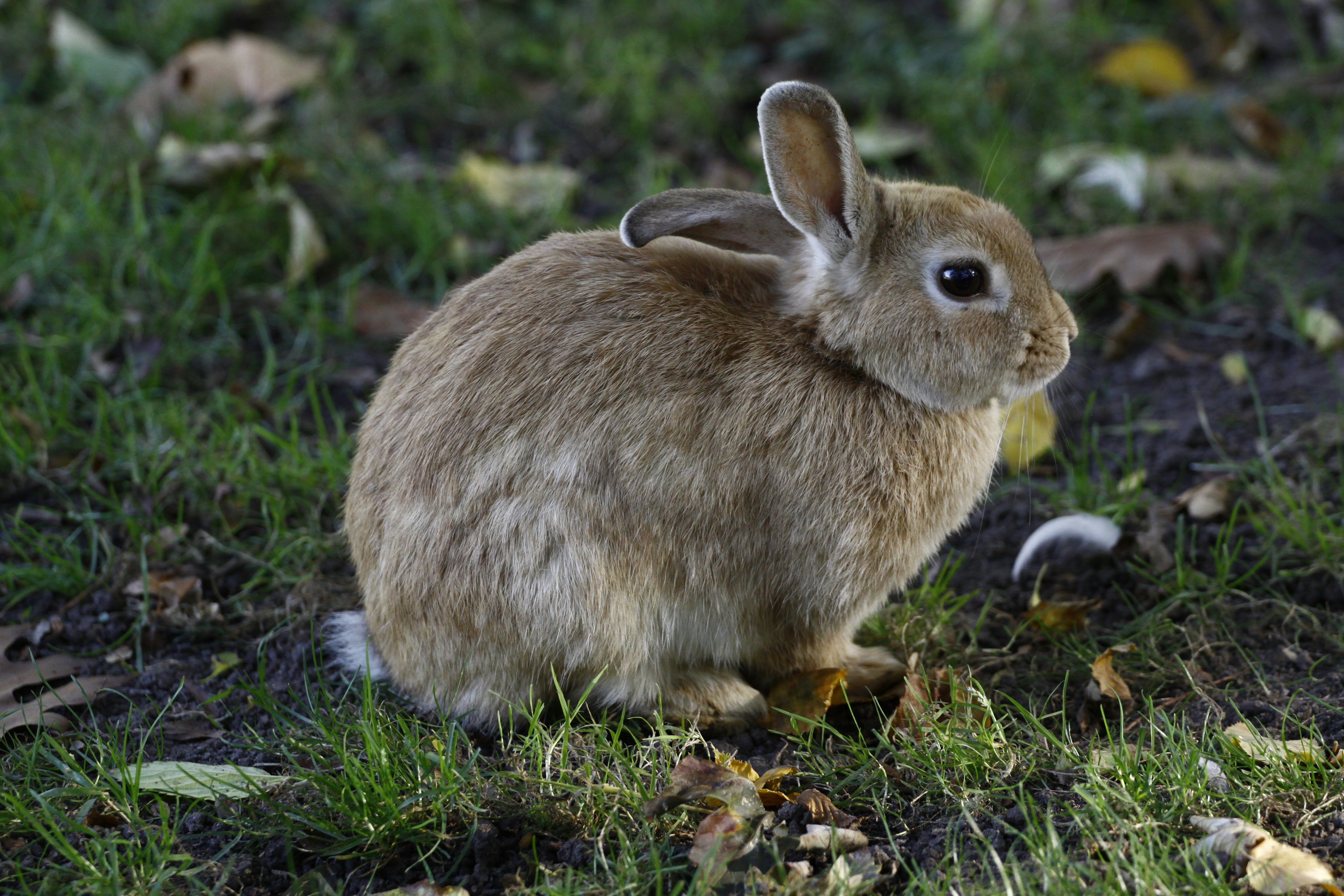 Un pequeño conejo sentado en la cima de un exuberante campo verde foto ...