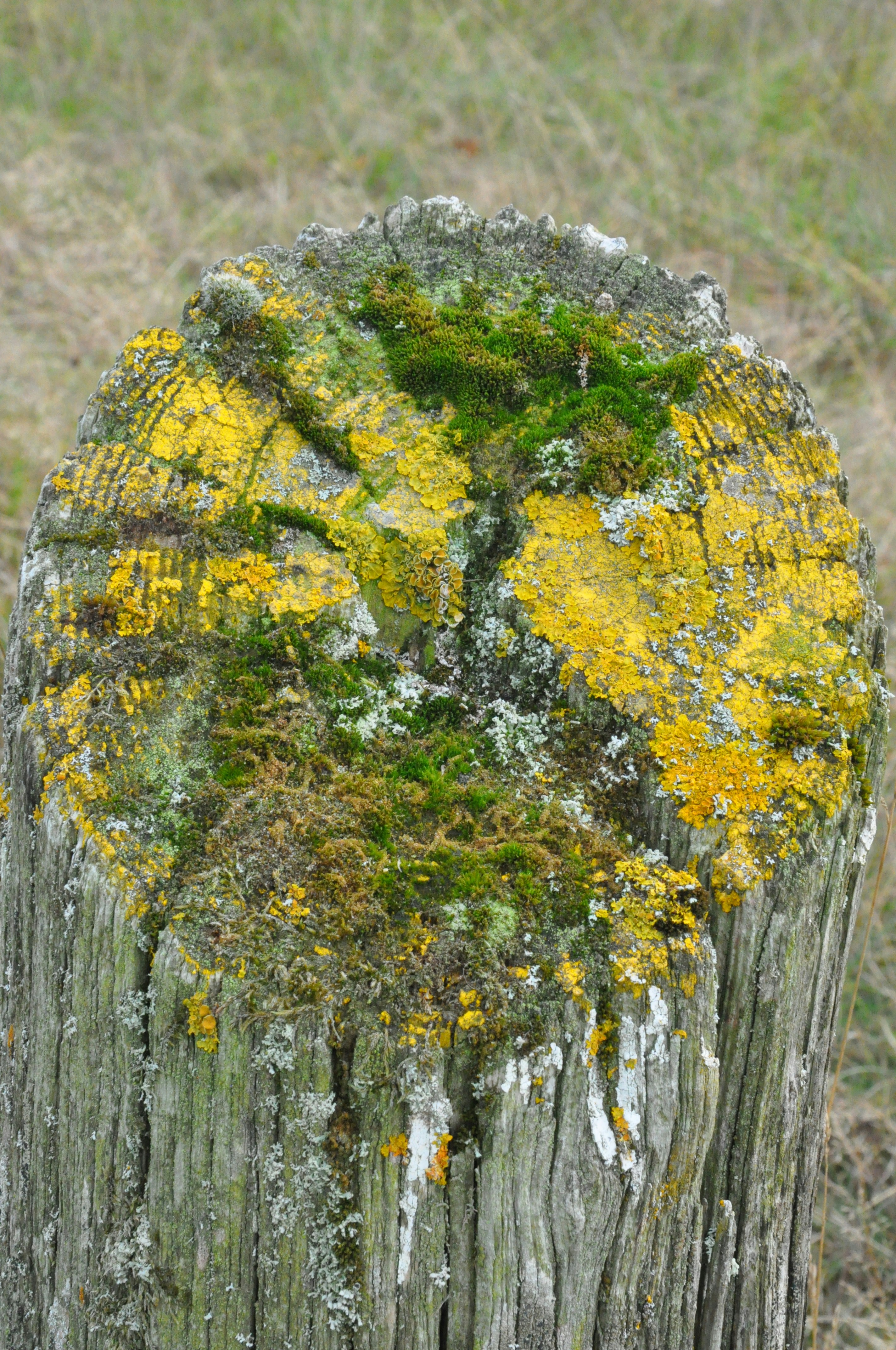 moss with colors in all shades, pole 10