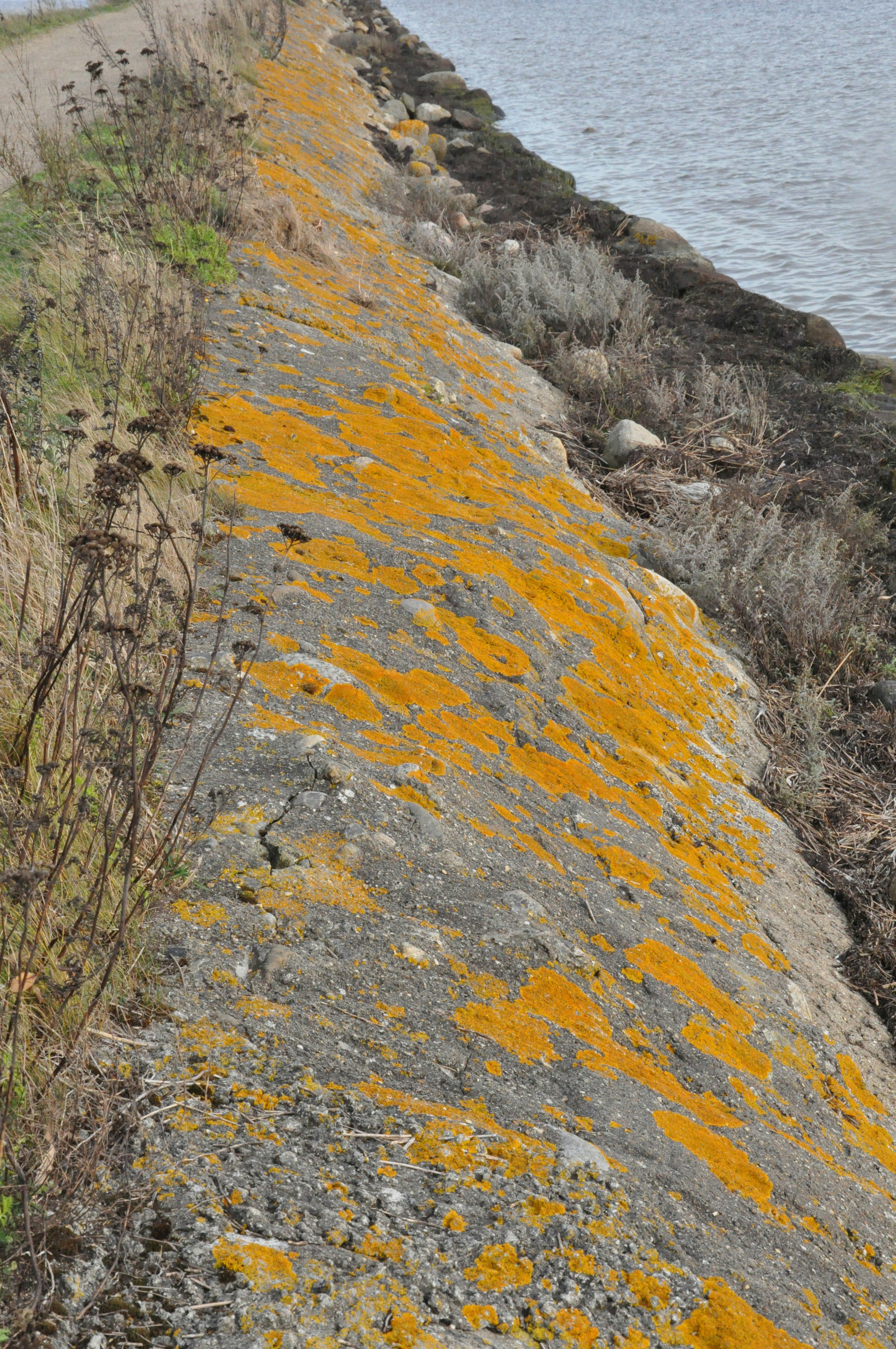 Amber Lichen Trails on a Weathered Coastal Slab