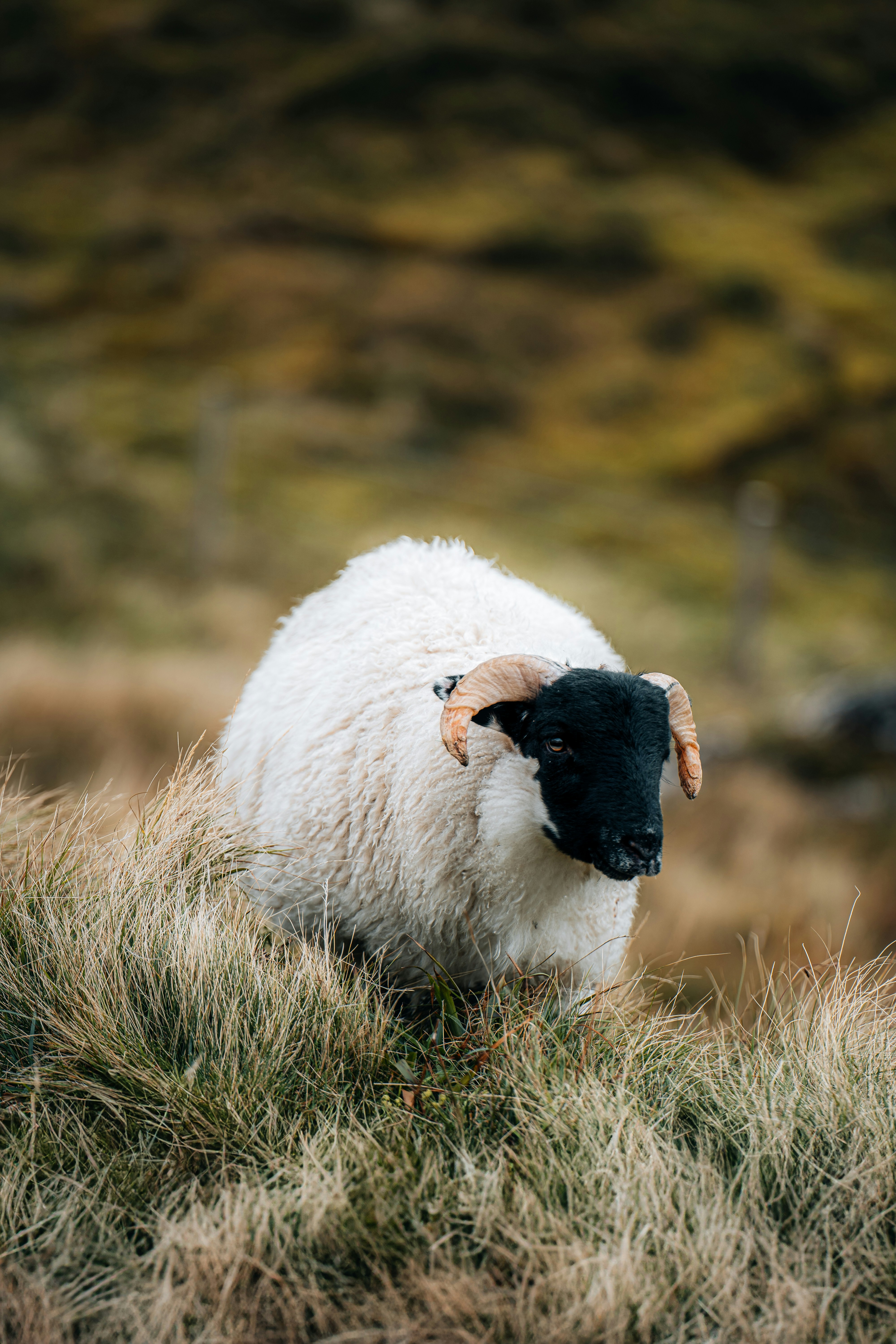 A sheep standing on top of a grass covered hillside photo – Free Animal ...