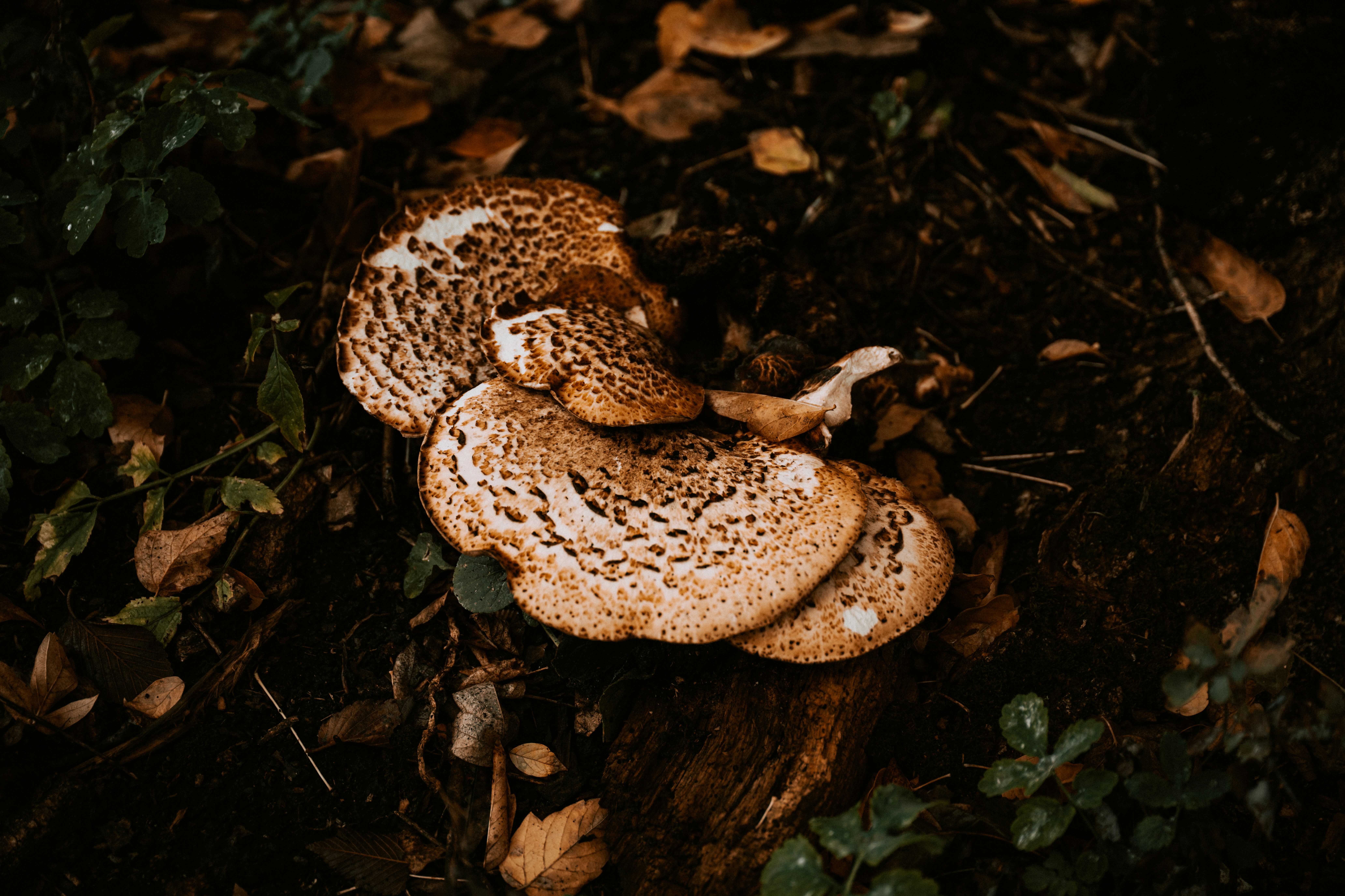 Photo by Kateryna Hliznitsova with Nikon Z7 II