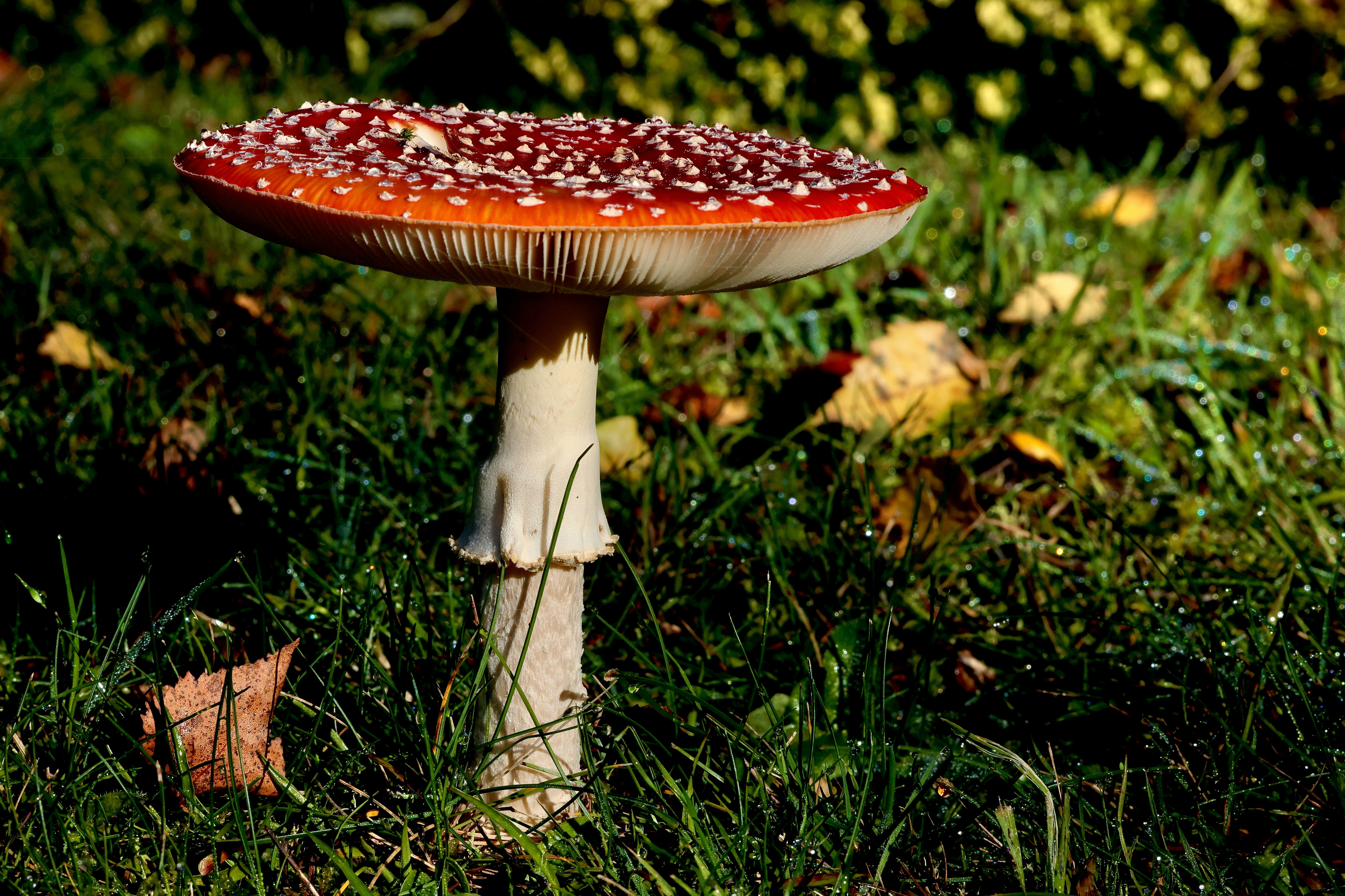 Scarlet Amanita in sunlit grass: a quiet forest sentinel