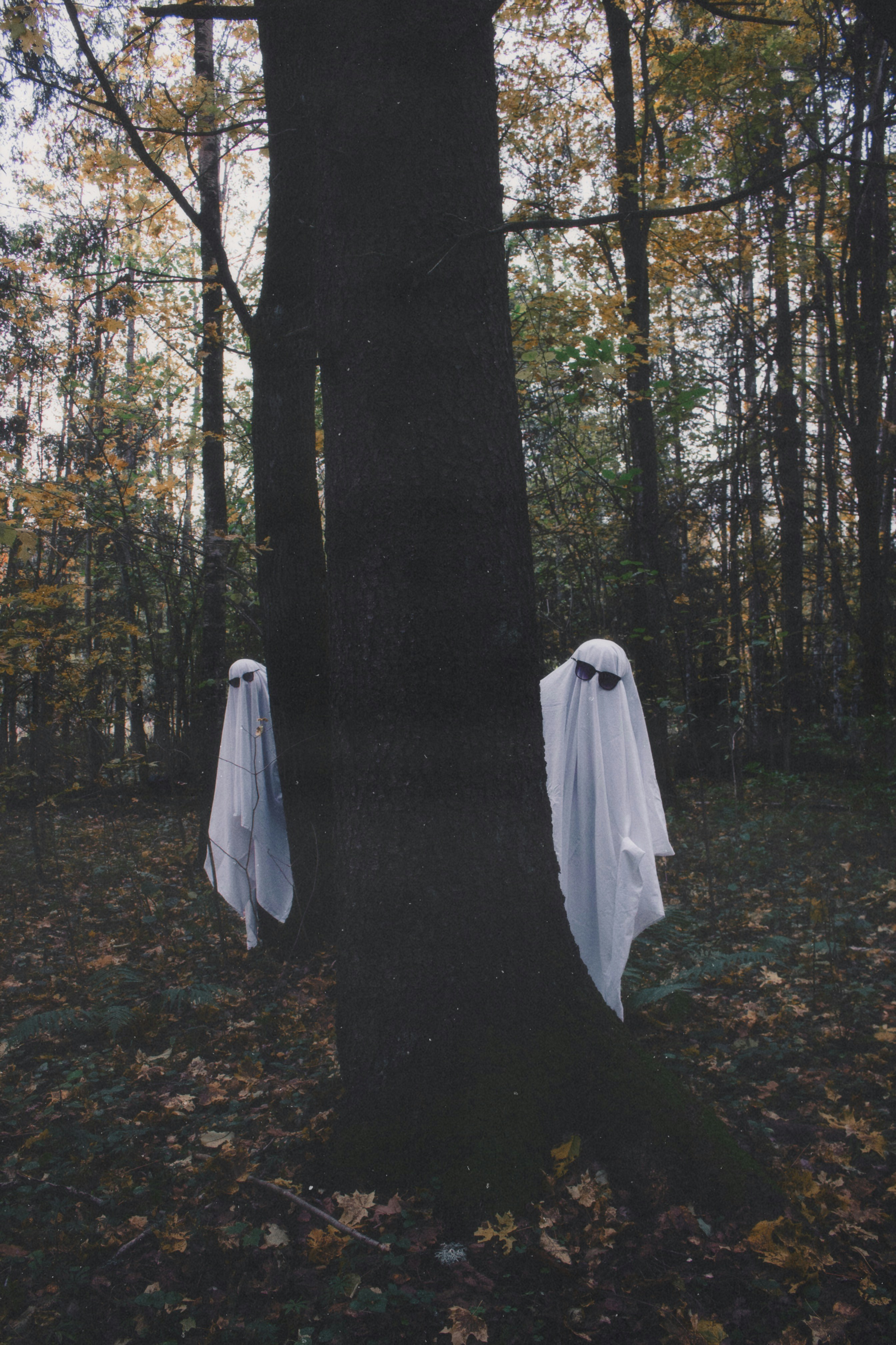 Two white ghost heads hanging from a tree in a forest photo – Free ...