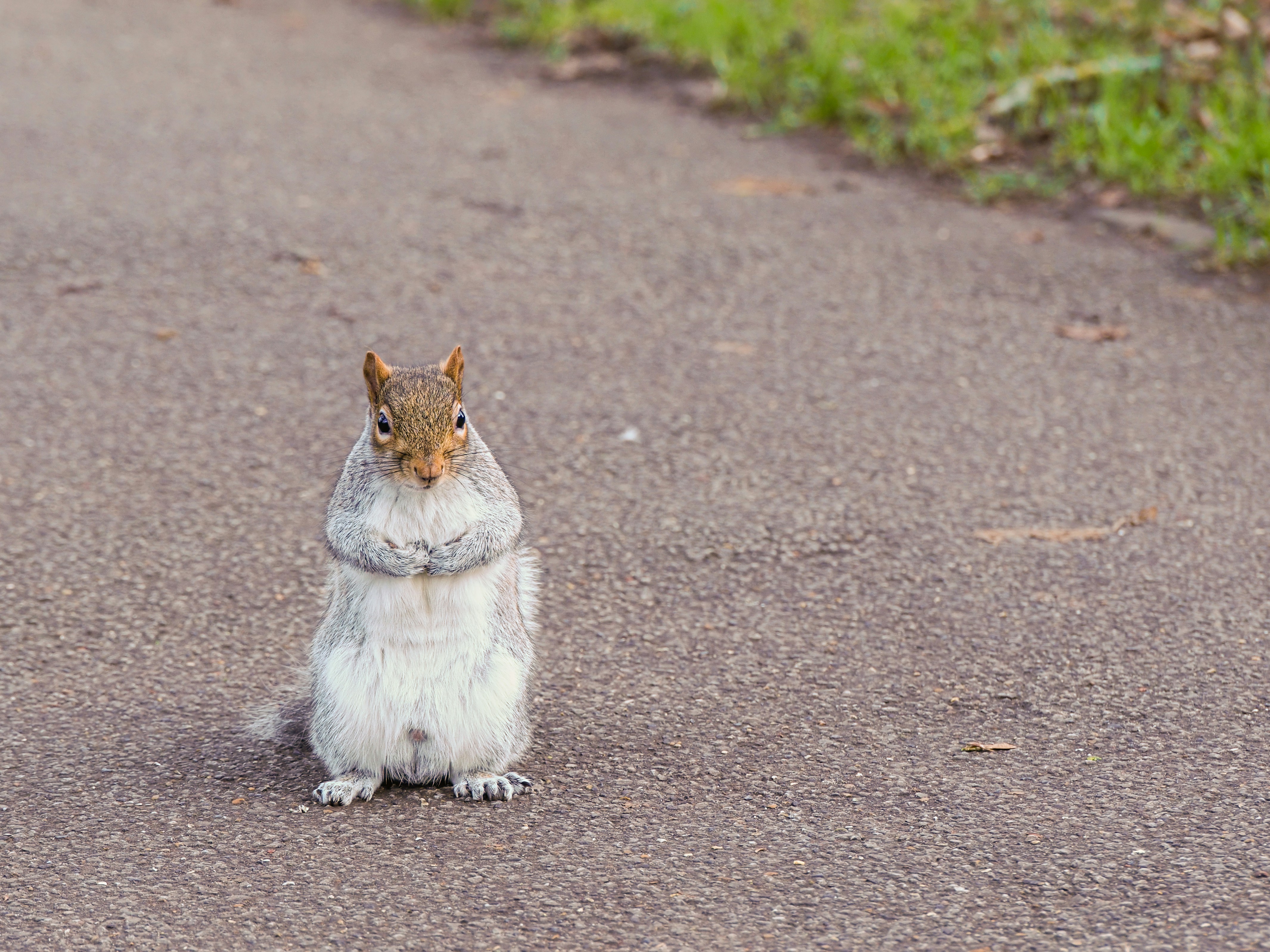 Ground Squirrel Portrait: Centered on a Curious Rodent on a Pavement