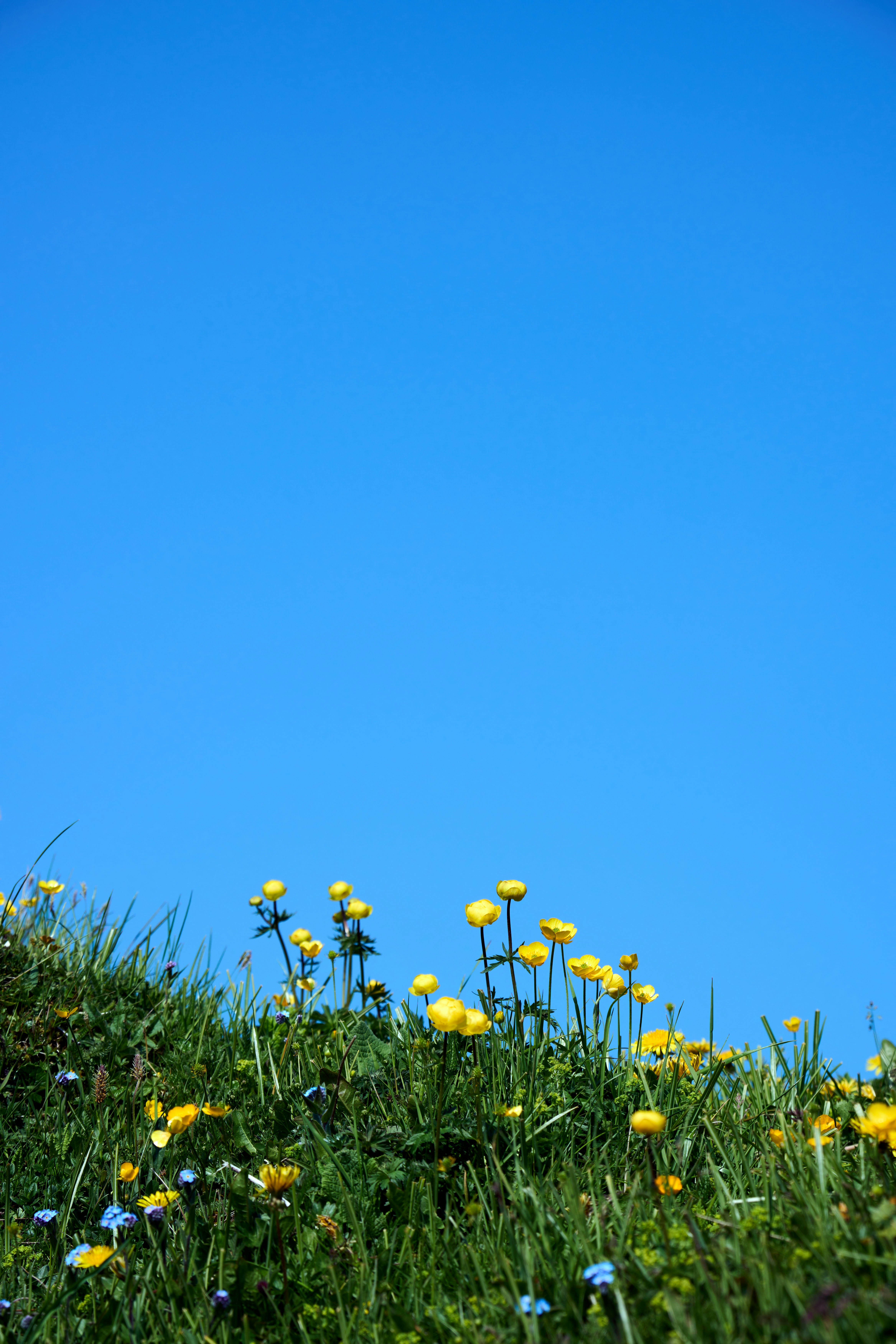 Photo by Wolfgang Hasselmann with Sony Alpha 7 IV