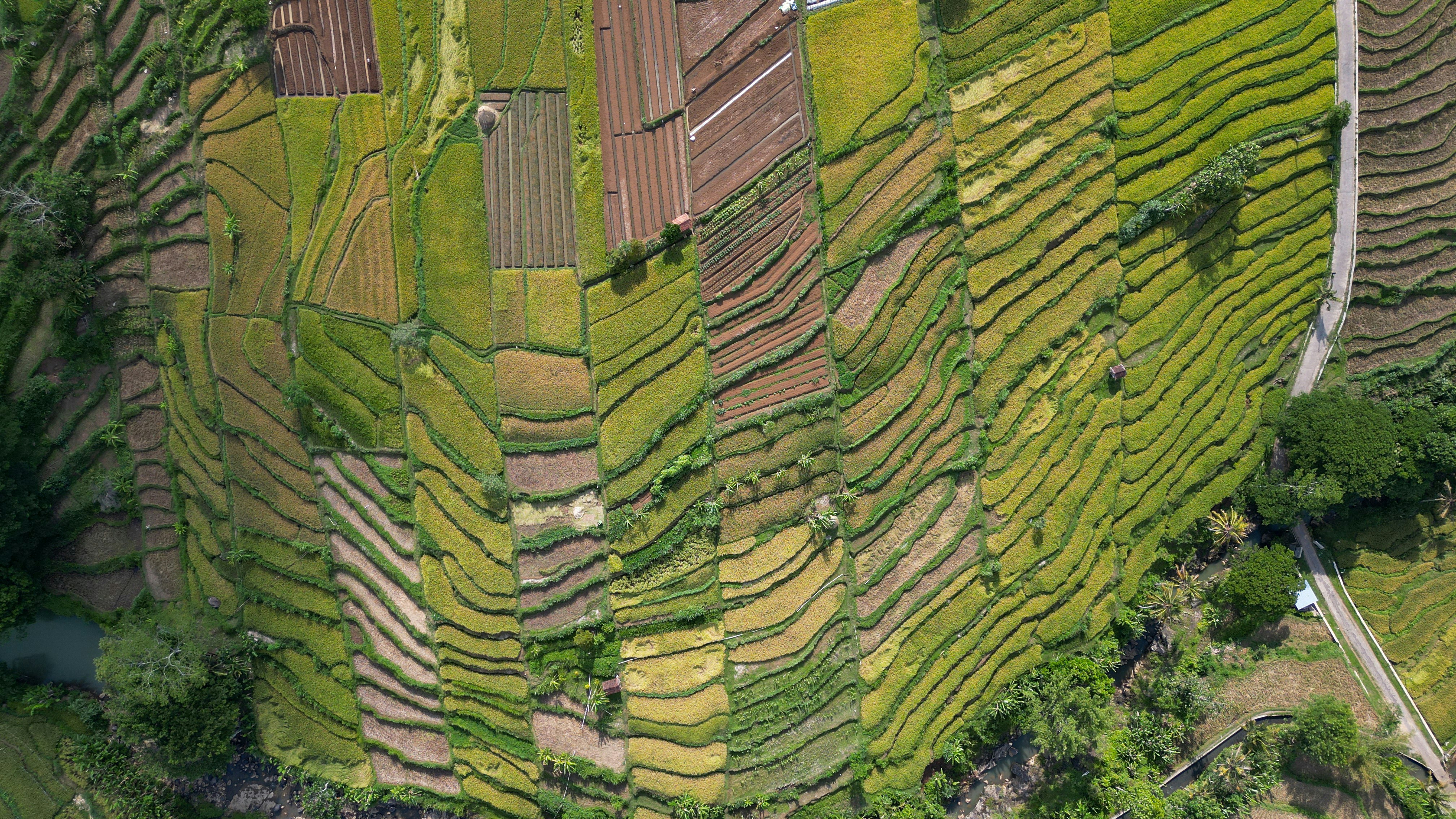 Aerial view of lush, terraced rice fields in Central Java, showcasing intricate patterns and varying shades of green.