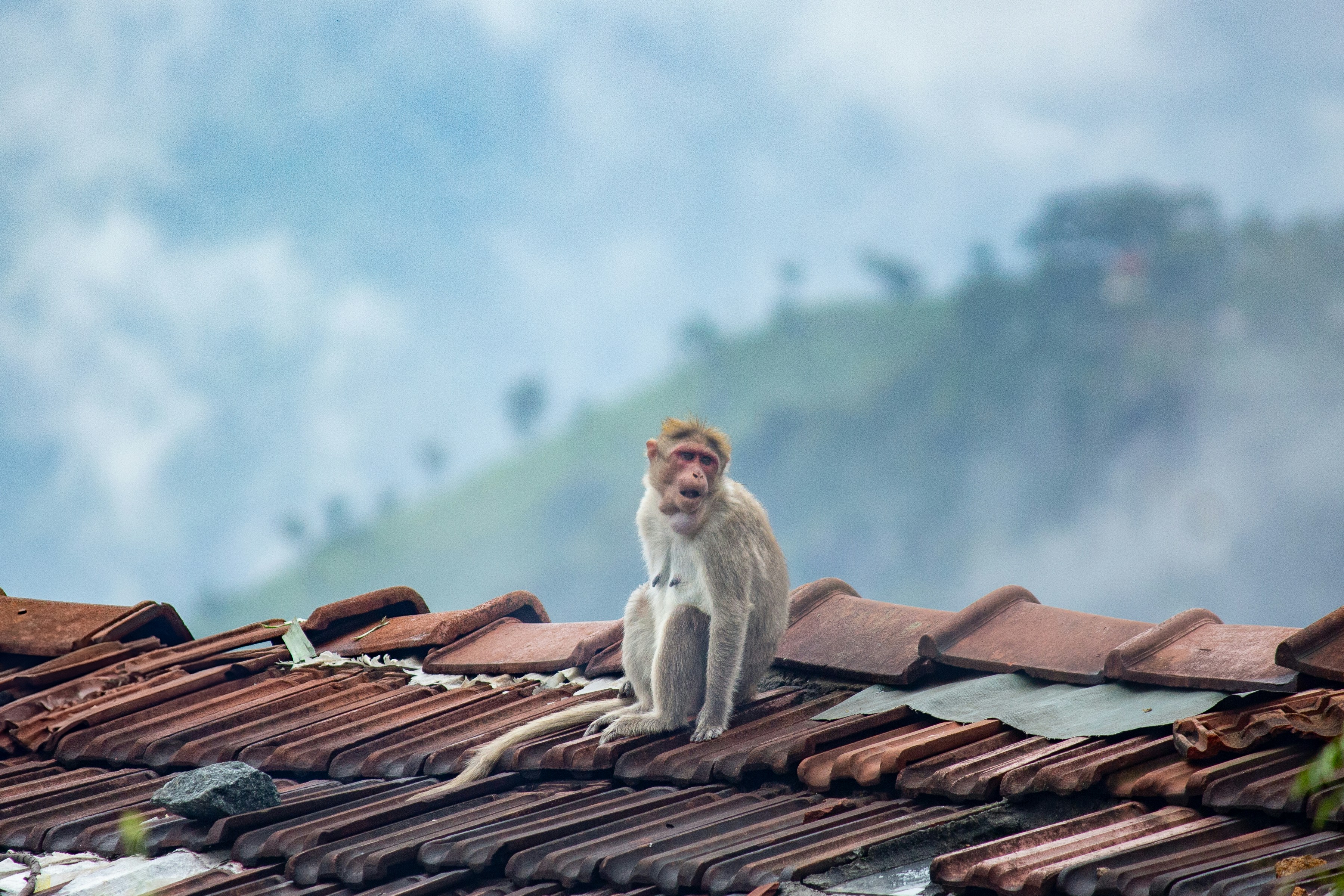 A monkey sitting on top of a tiled roof photo – Free Animal Image on ...