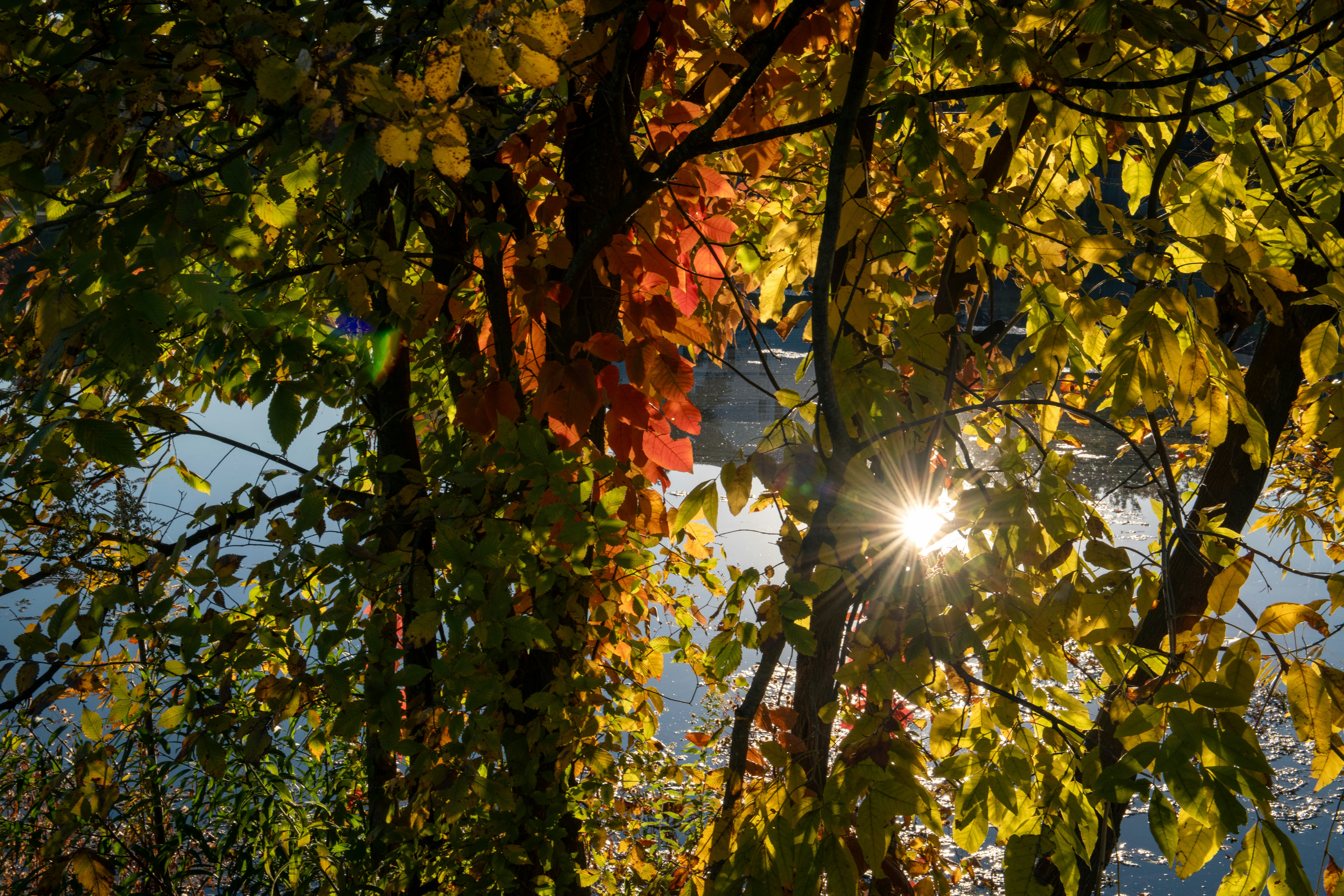 Canopy Starburst: Autumn Light Through the Leaves