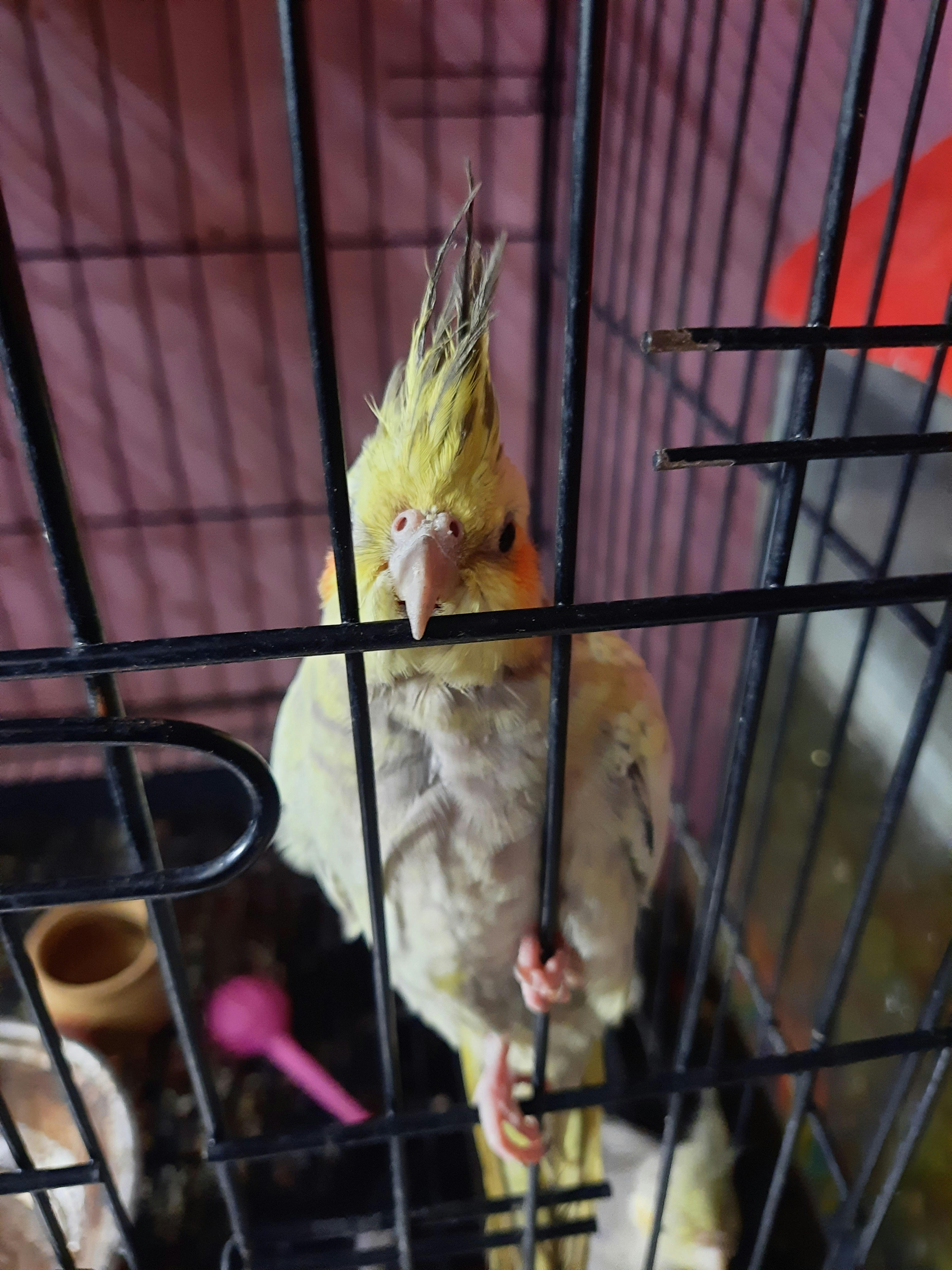 A yellow cockatiel clings to the cage bars, gazing directly at the camera in a dim indoor setting.