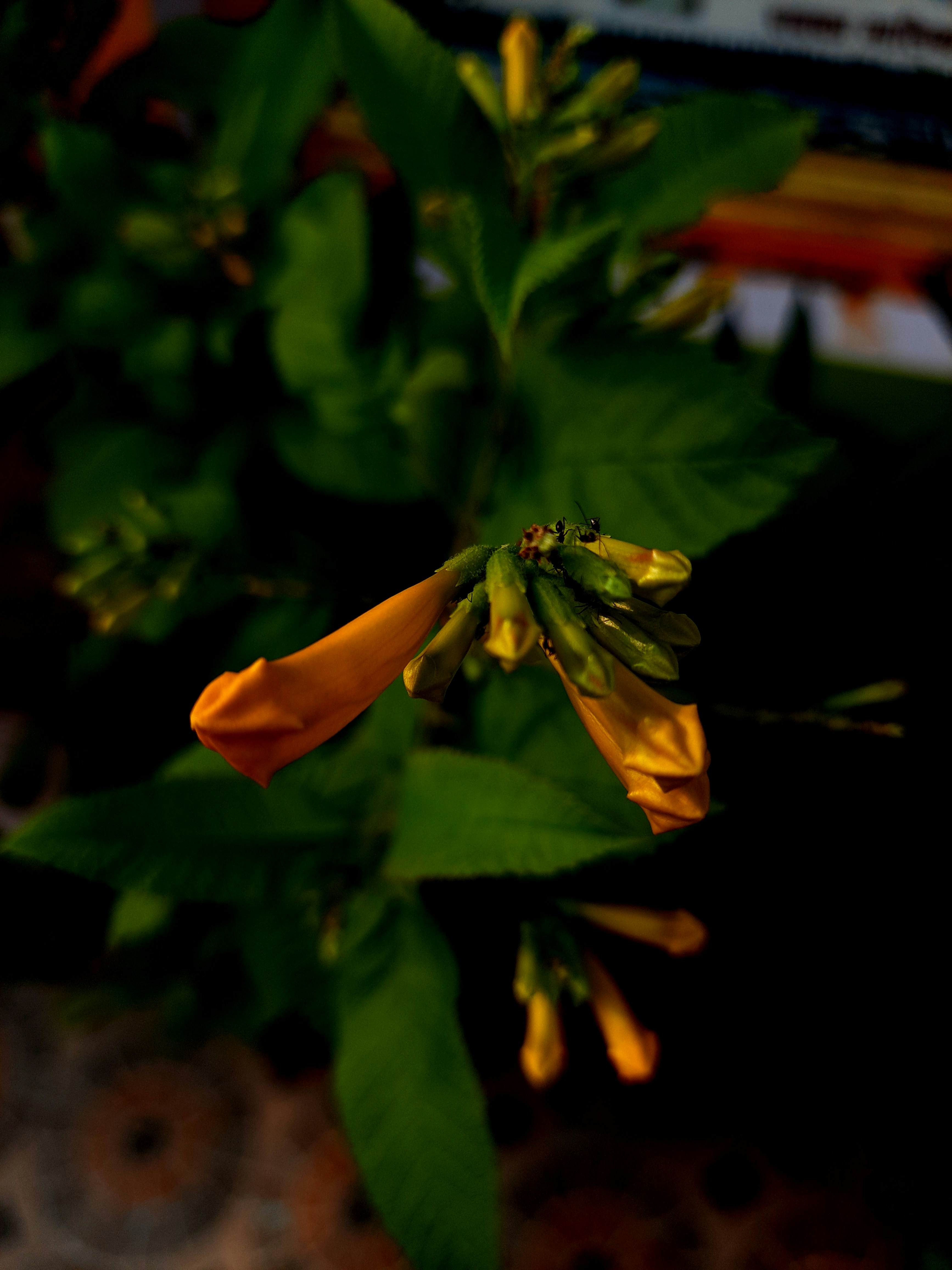 Close-up photograph of a yellow trumpet flower with buds on a green stem against a dark background.