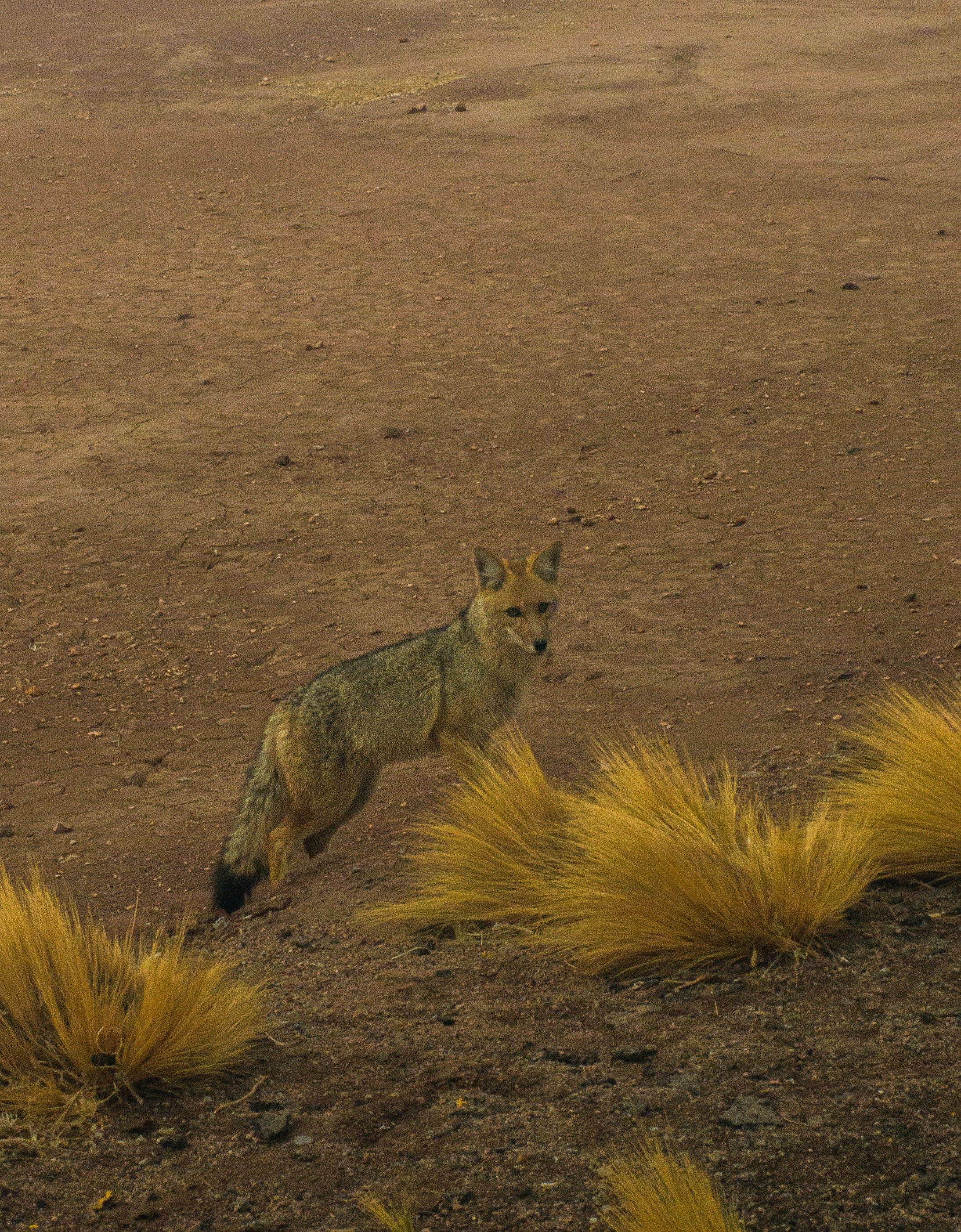 A lone wolf running across a dry grass covered field photo – Free ...