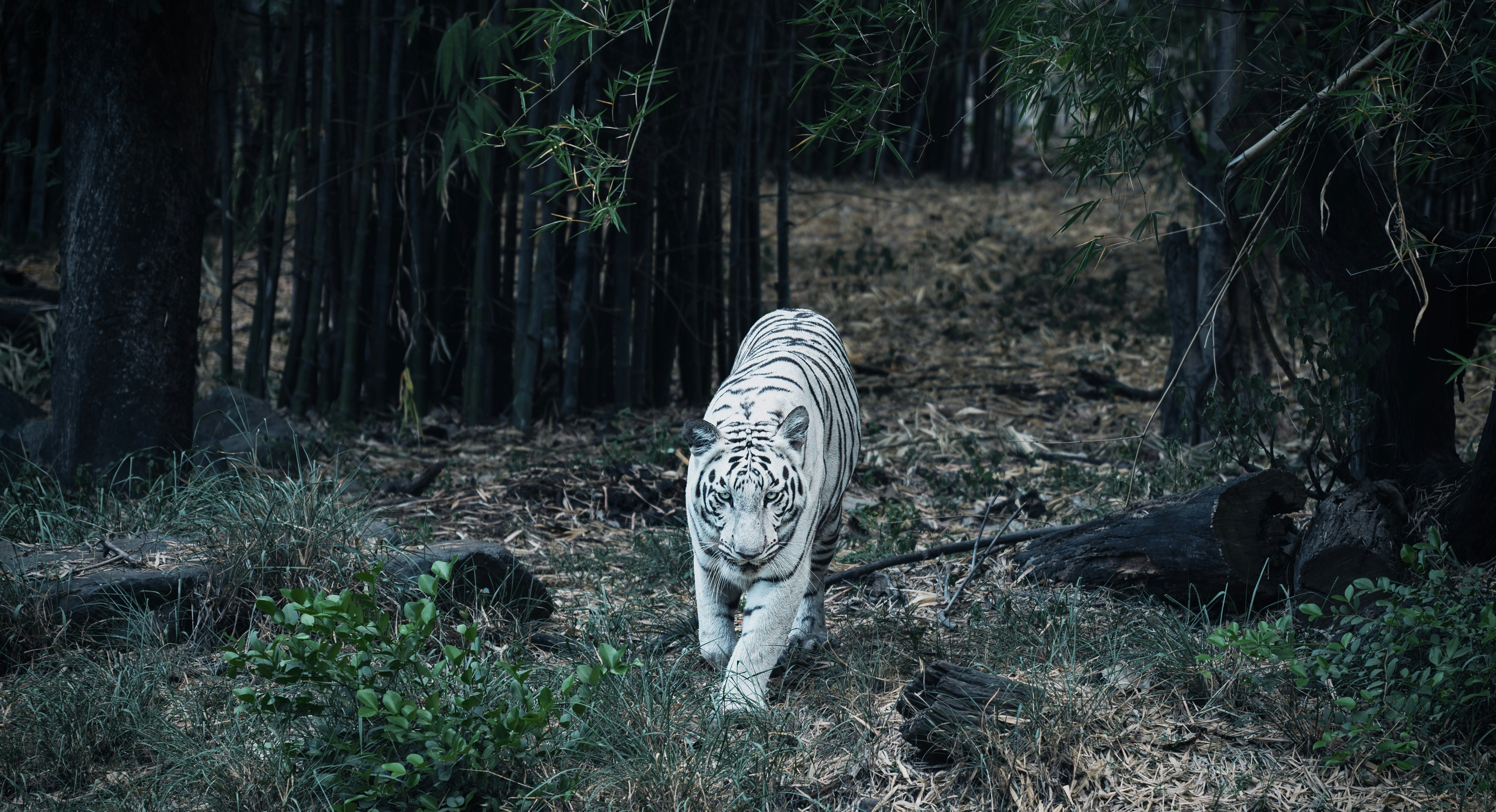 A white tiger walking through a forest filled with trees photo – Free ...