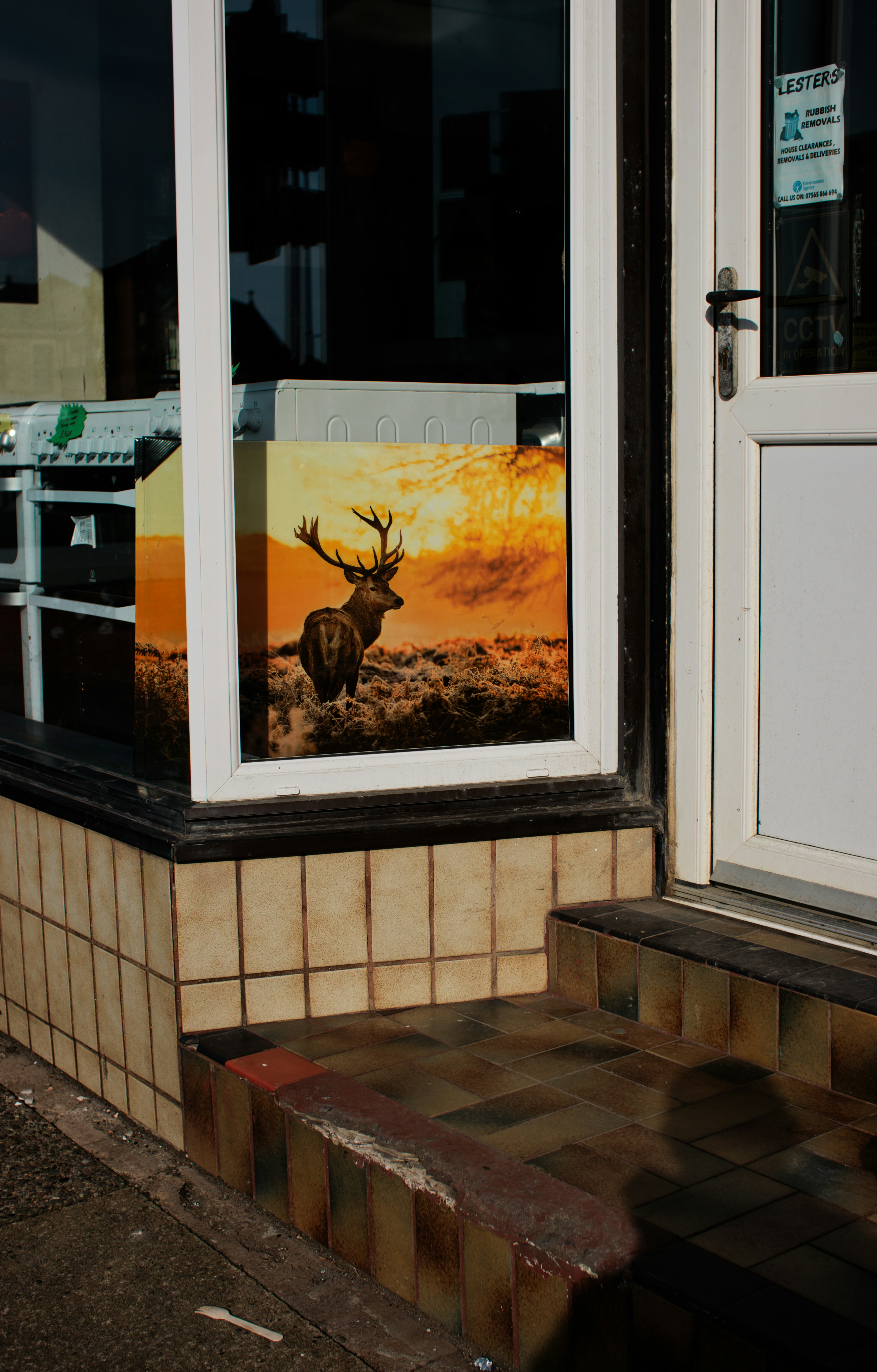 Orange-hued stag poster framed in shop window