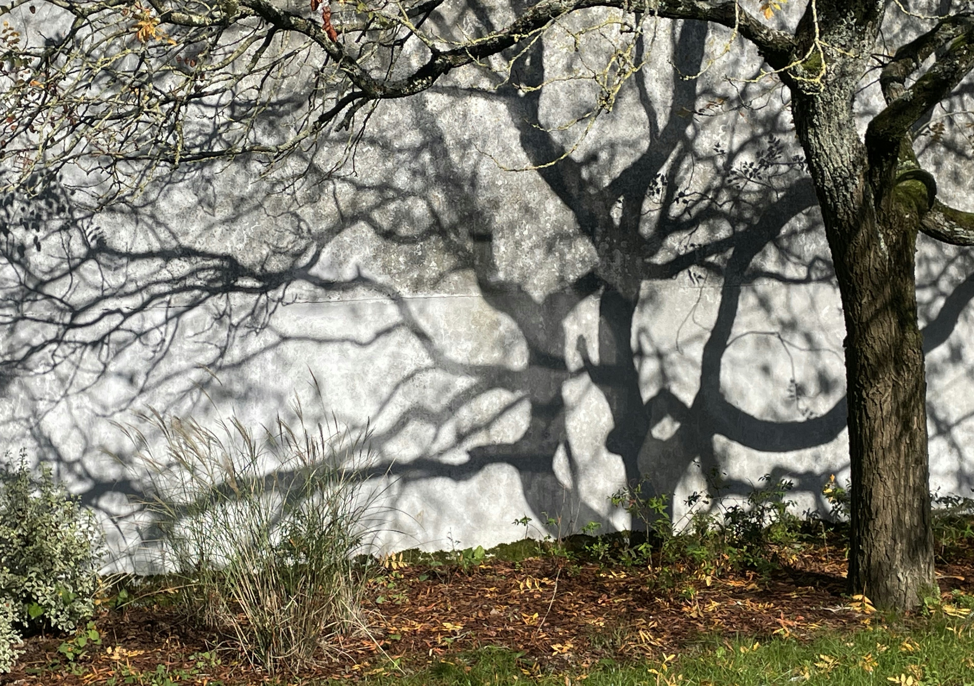 Branch Lattice: Sun-Drawn Shadows on a White Wall