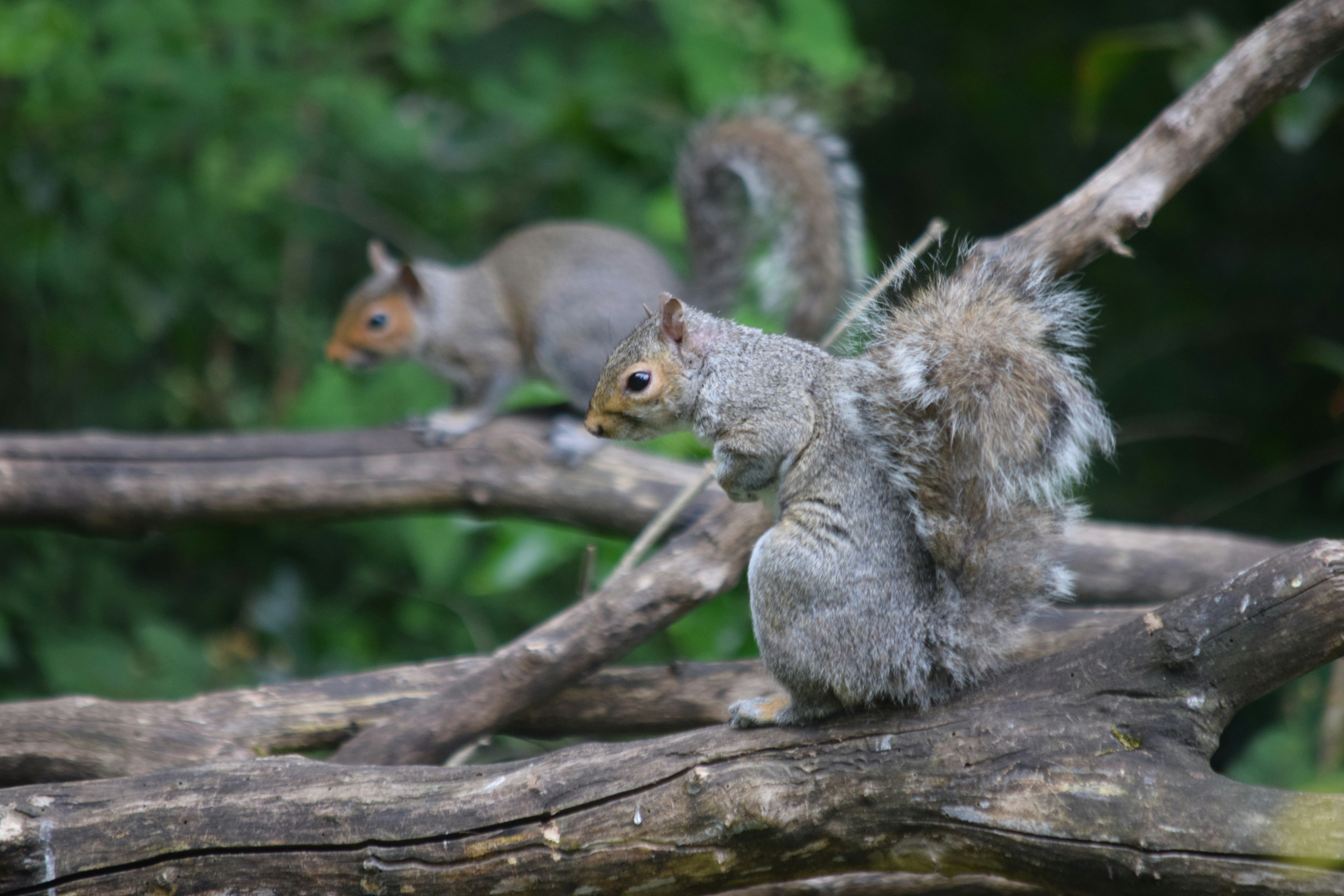 Squirrel Nooks on Weathered Log, Quietly Alert