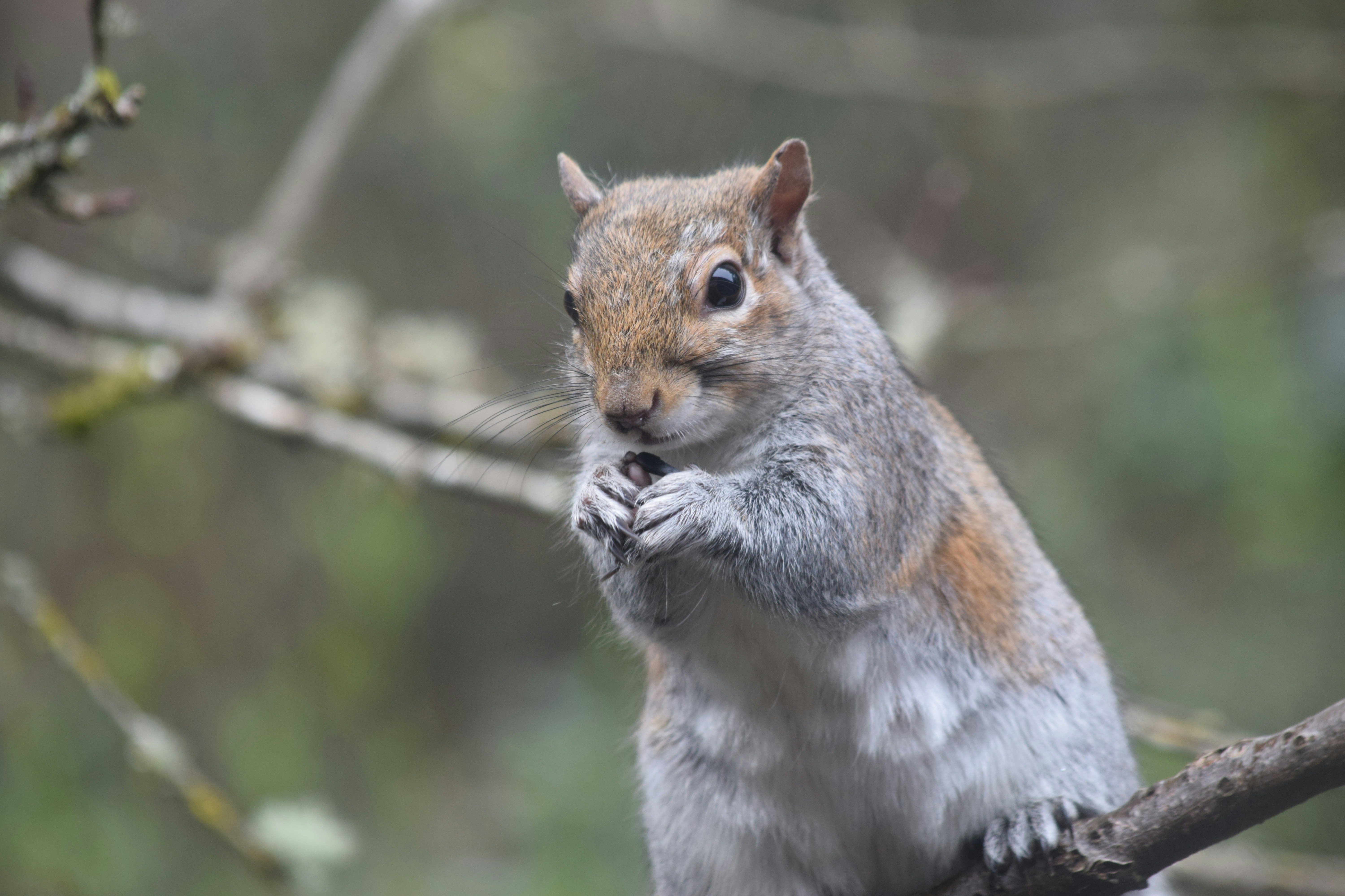 Nut-Gleam Moment: A Squirrel Ponders on a Quiet Branch