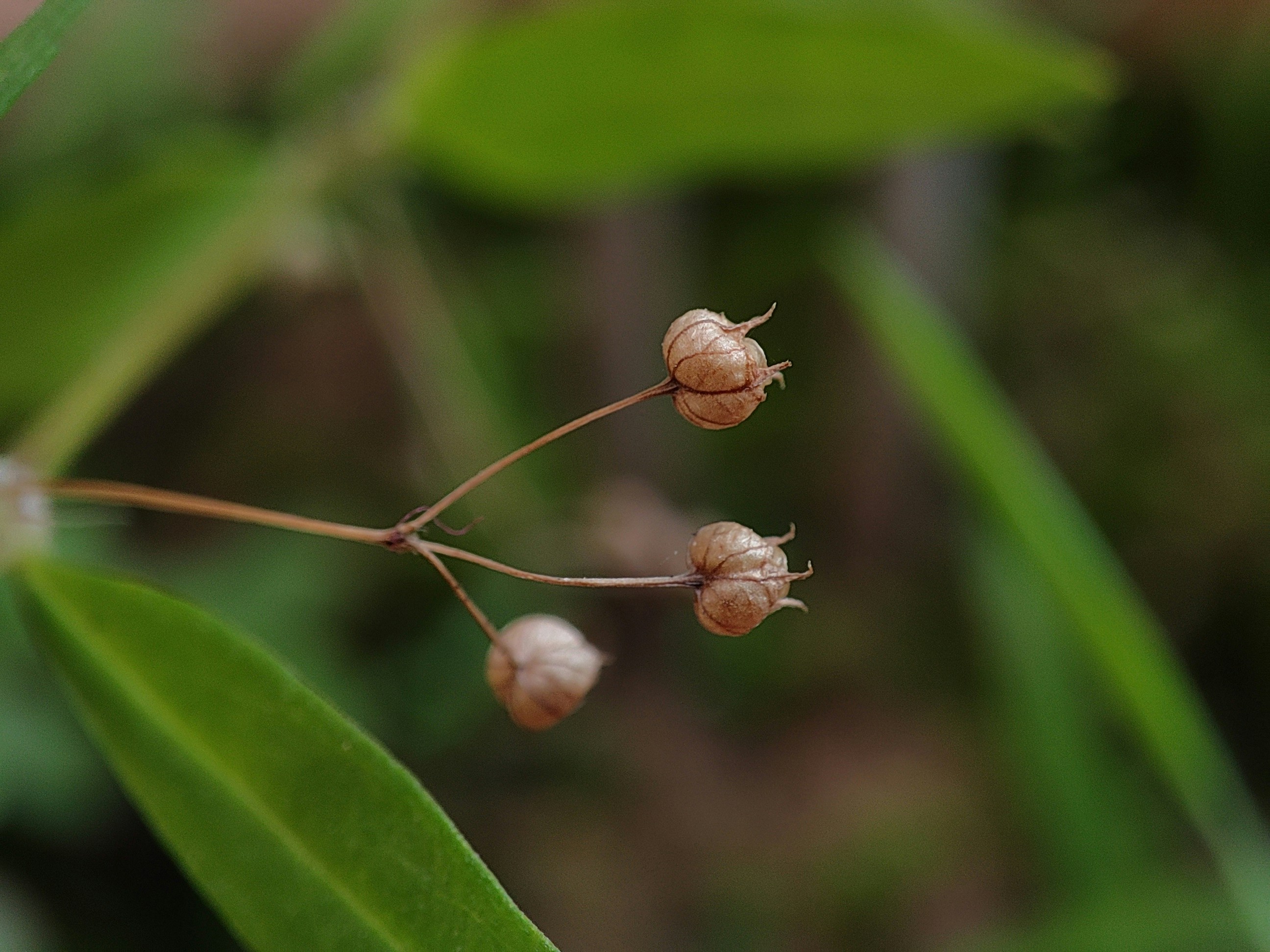 Three Seed Orbs on a Delicate Twig: A Micro Portrait in Quiet Bokeh