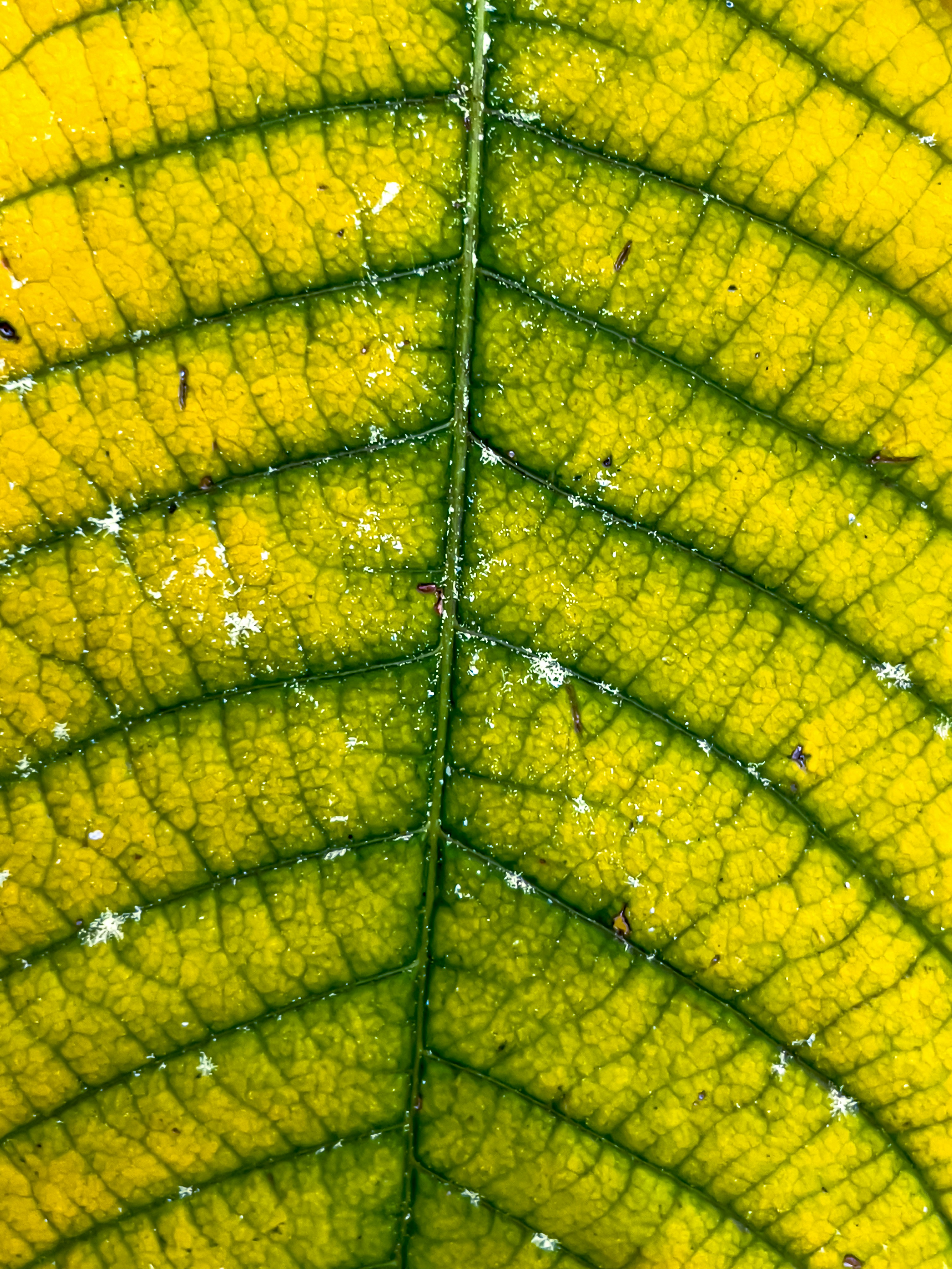 Golden Vein Lattice: a macro portrait of a yellow-green leaf's venation