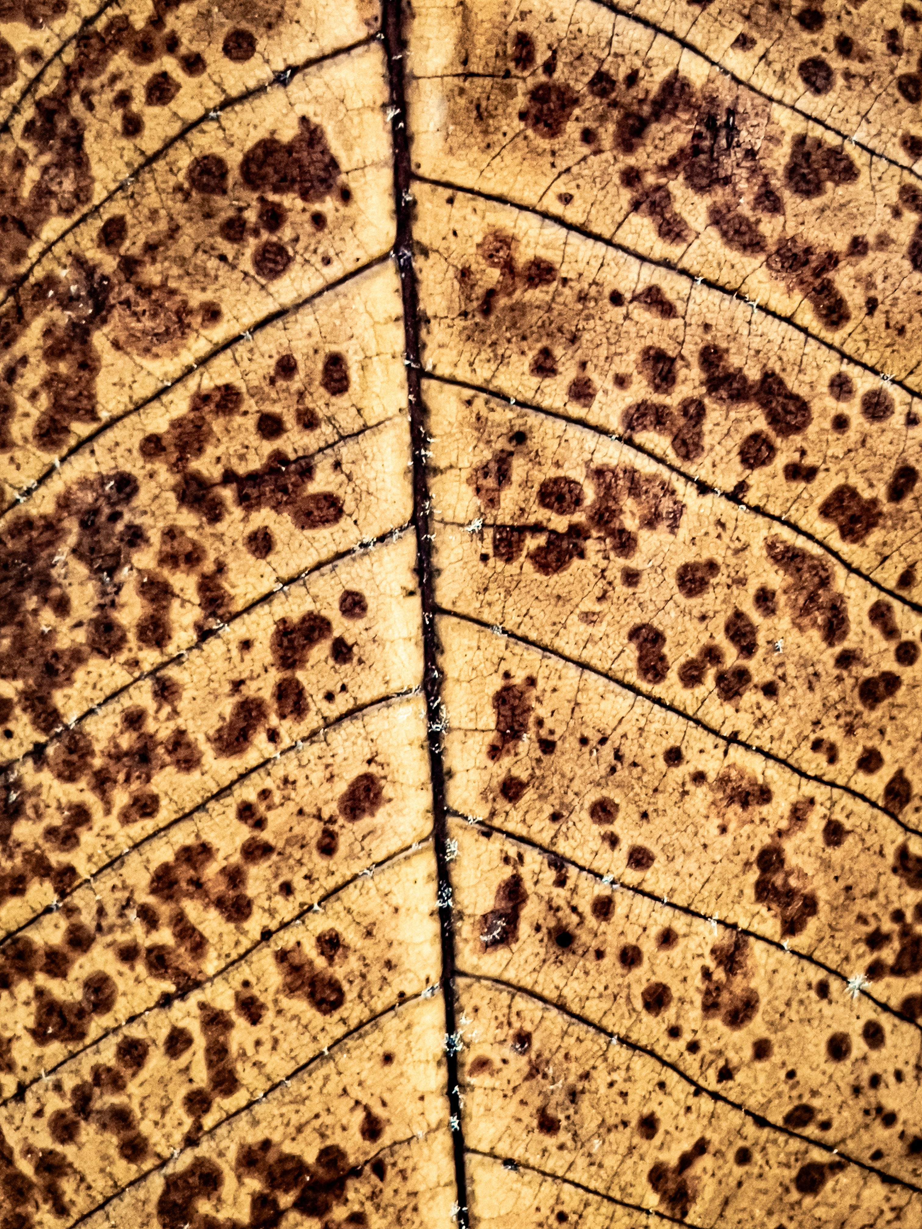 Aged Vein: Macro Portrait of a Dried Leaf's Speckled Surface
