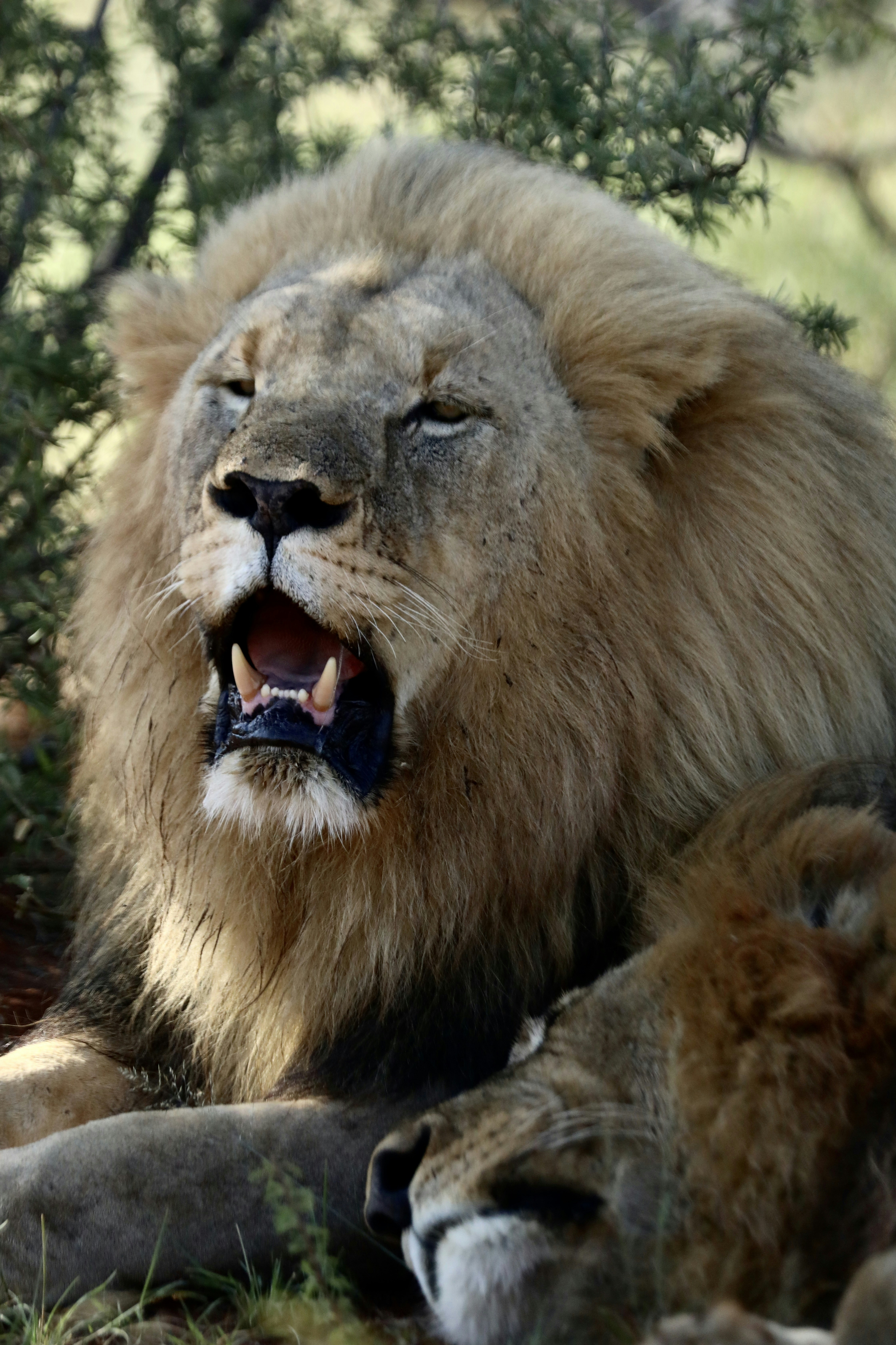 Majestic Roar of the Savanna