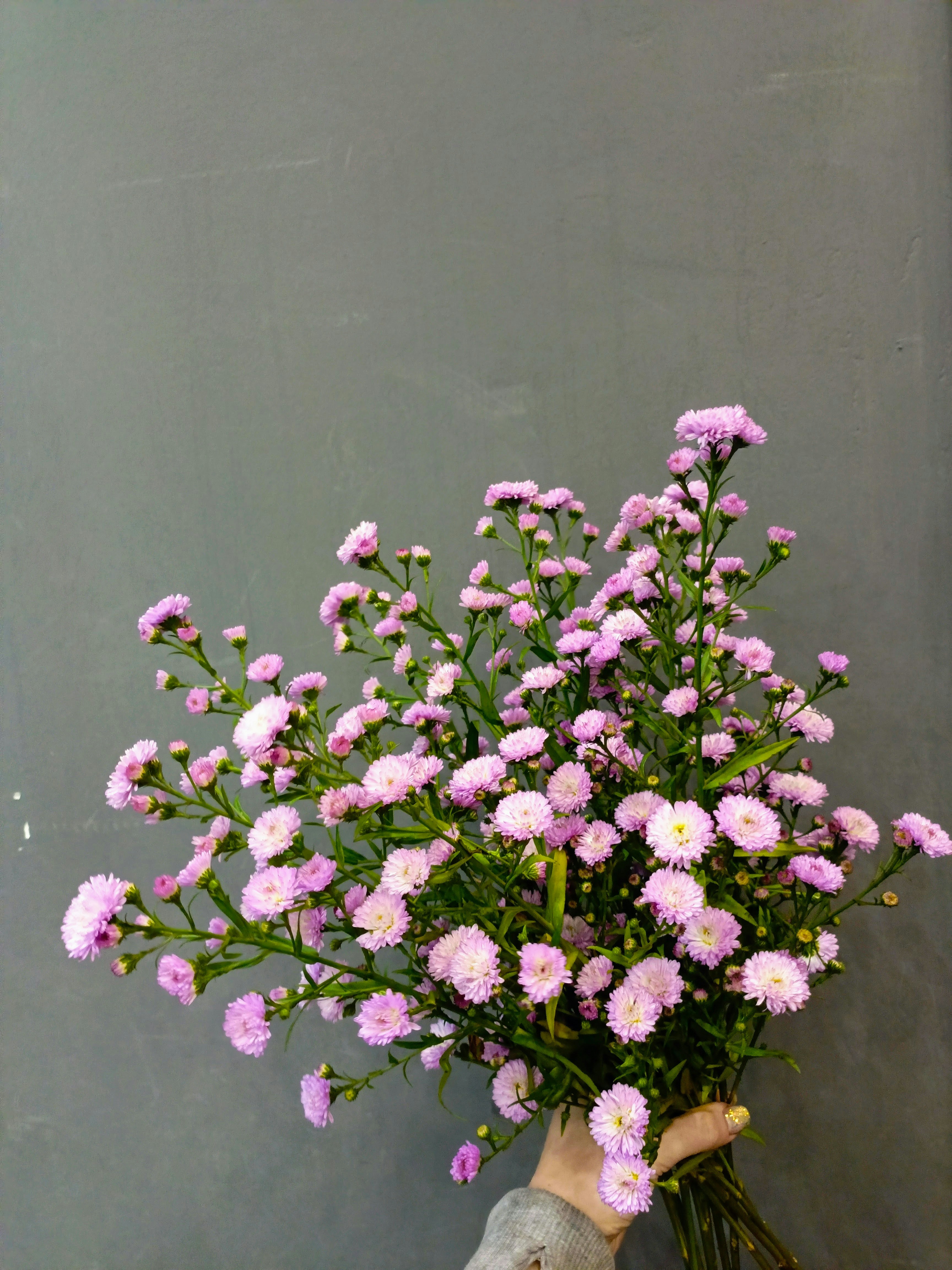 A hand holds a lush bouquet of pink pom-pom flowers against a plain gray wall.