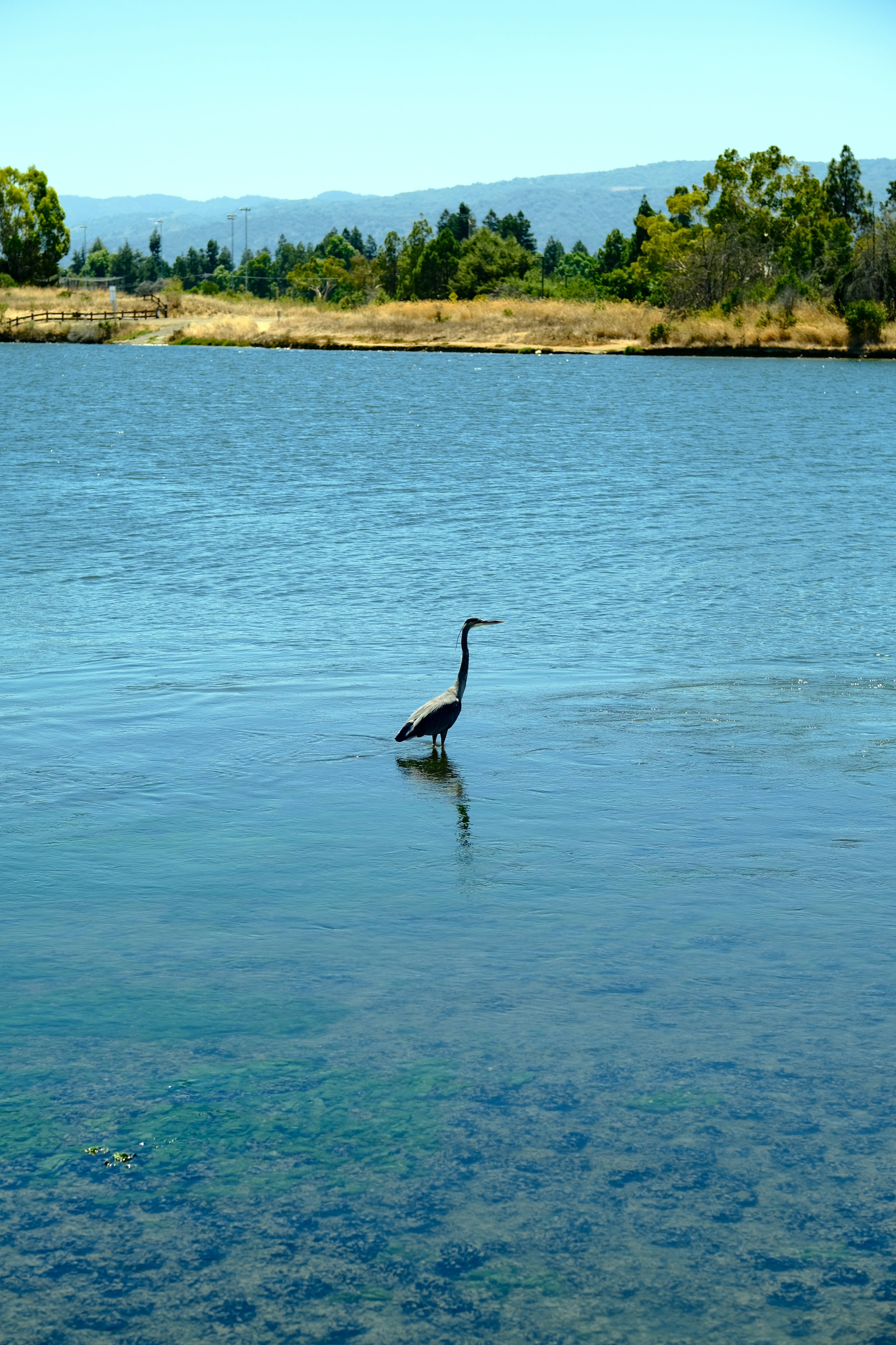 Heron in Quiet Waters: A Lone Beacon at the Shore