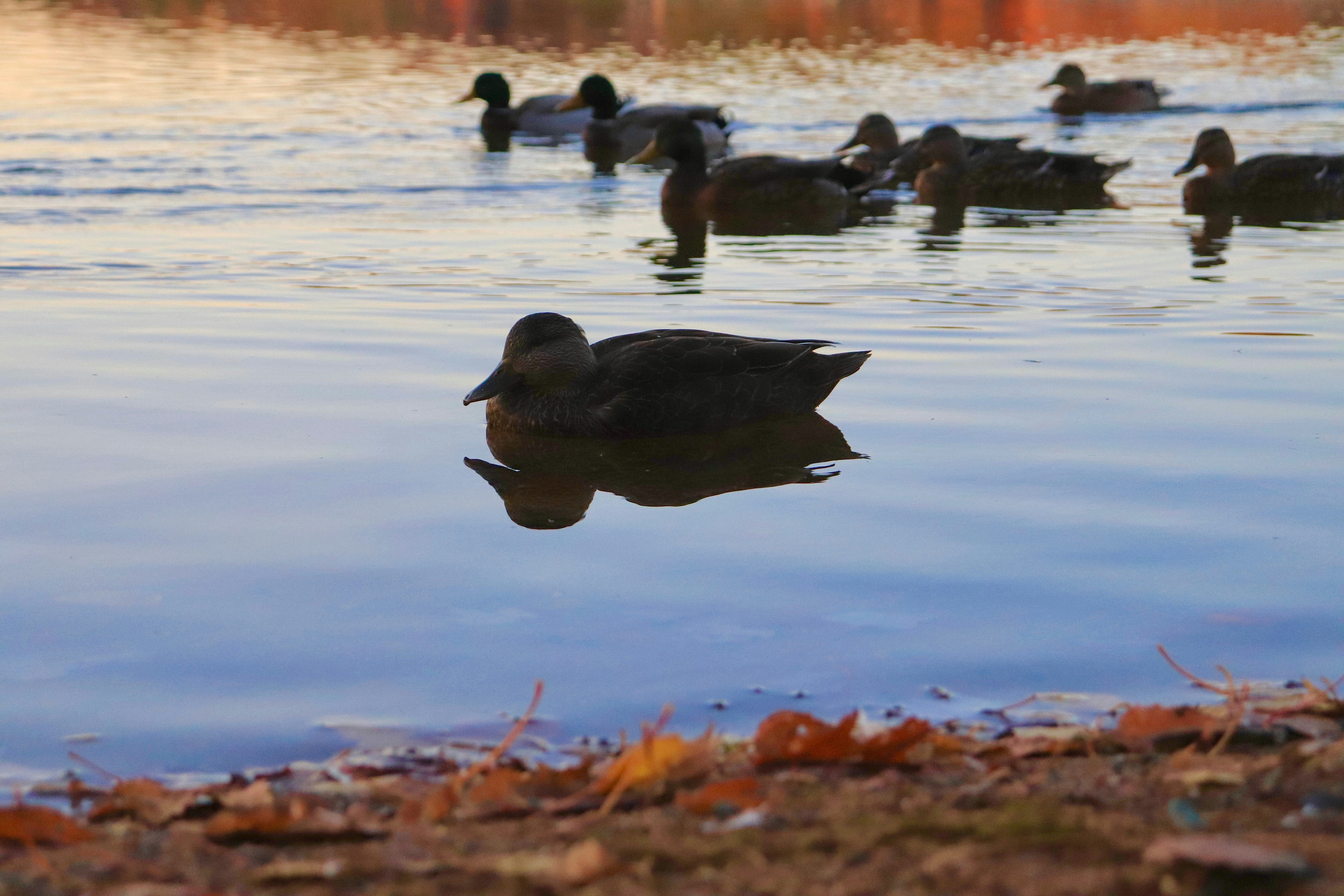 Duck floating on a lake