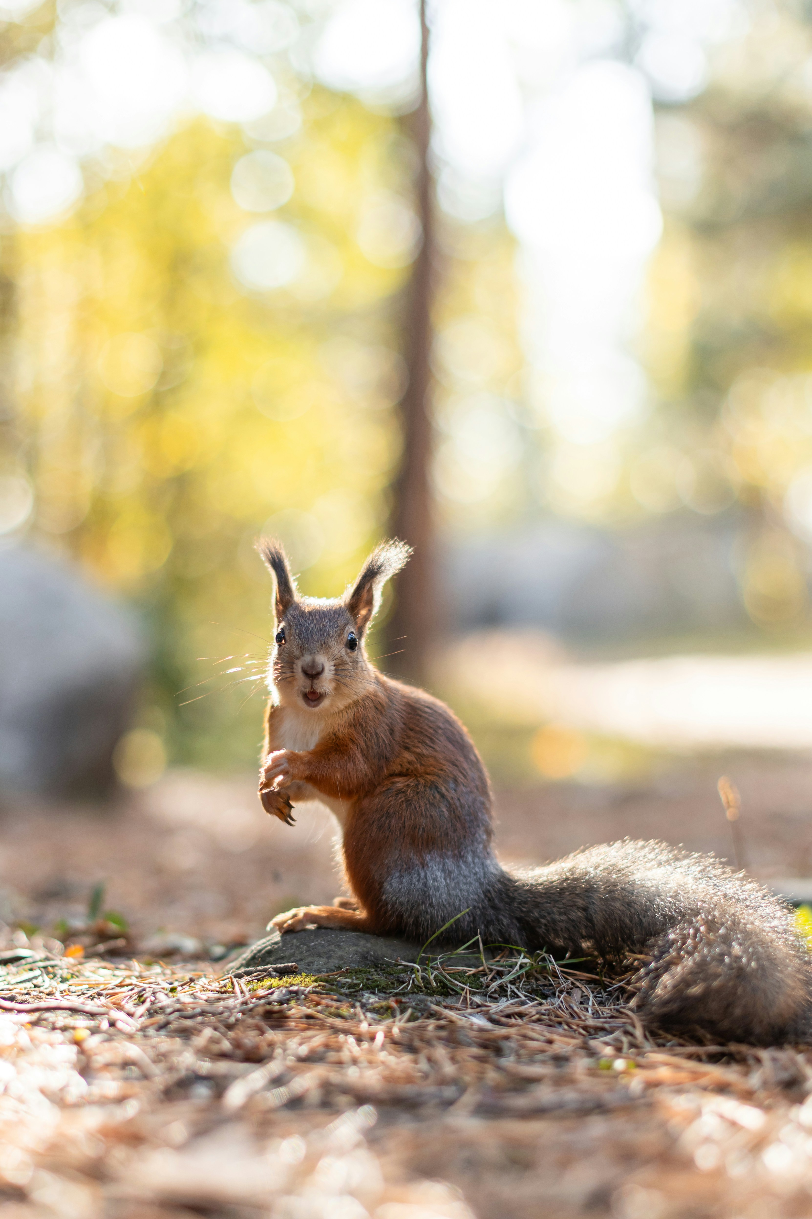 A squirrel sitting on the ground in the woods photo – Free Animal Image ...
