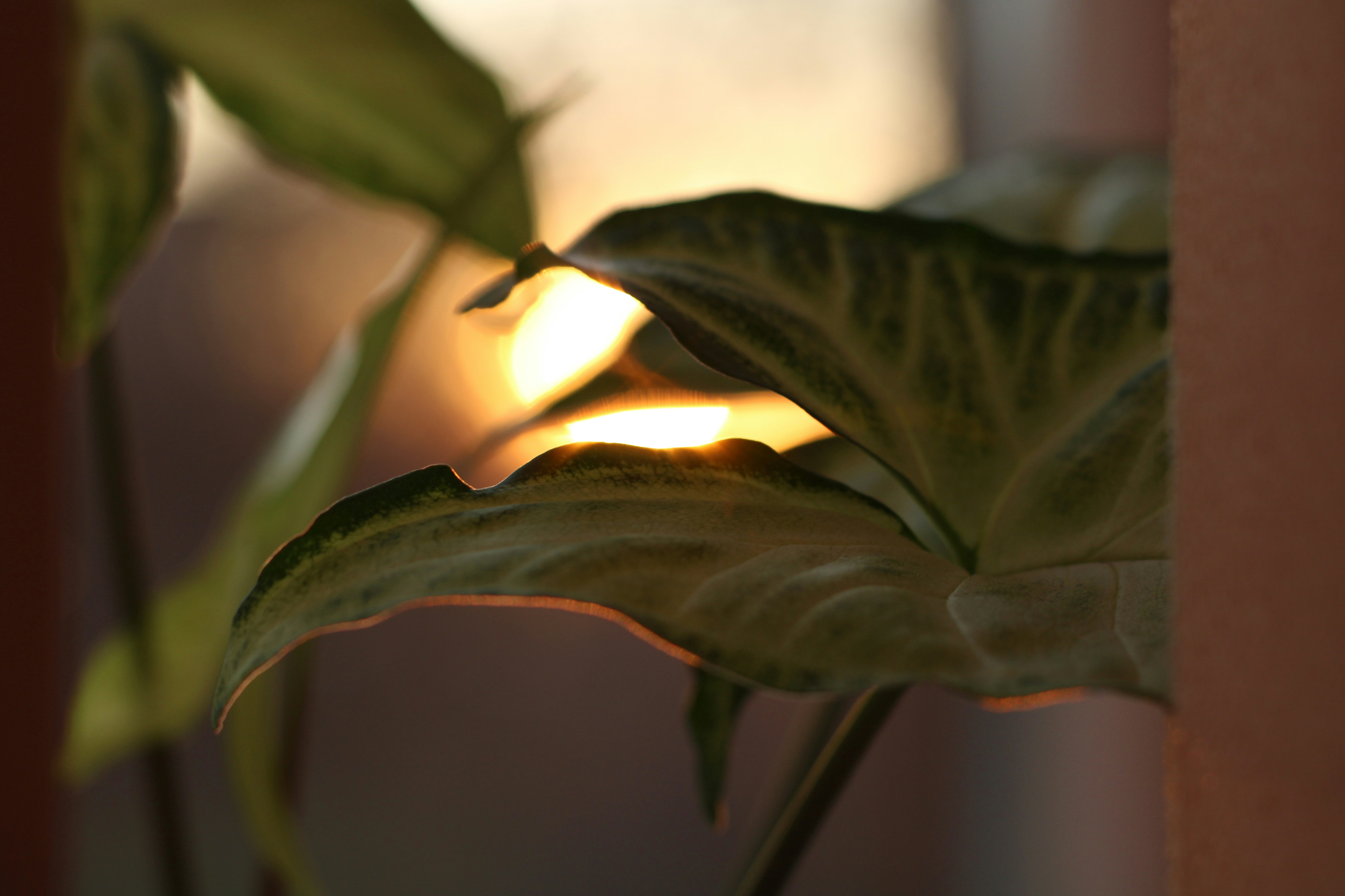 Photo by Olha Sobetska with Canon EOS 2000D